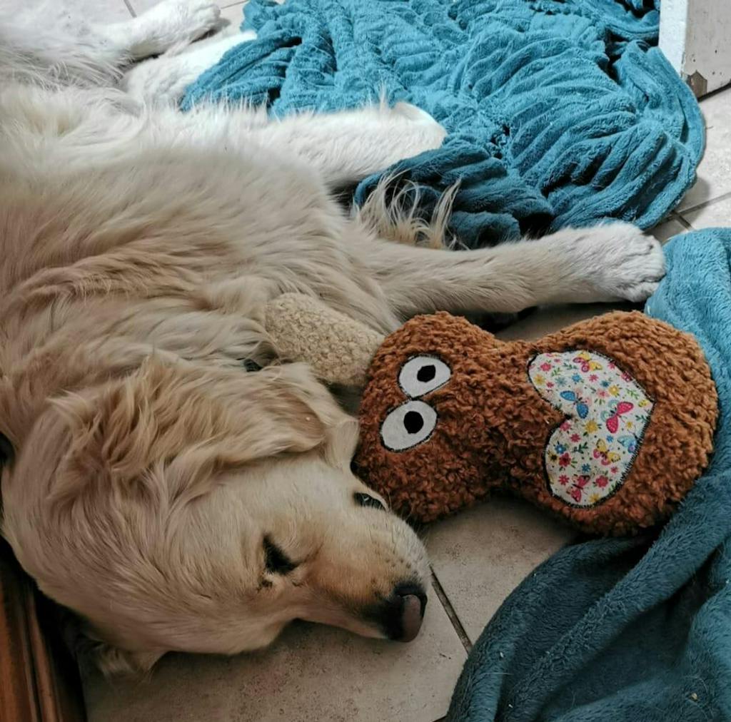 fuGLy friENDs strong Dogs toys – 3dogscapetown