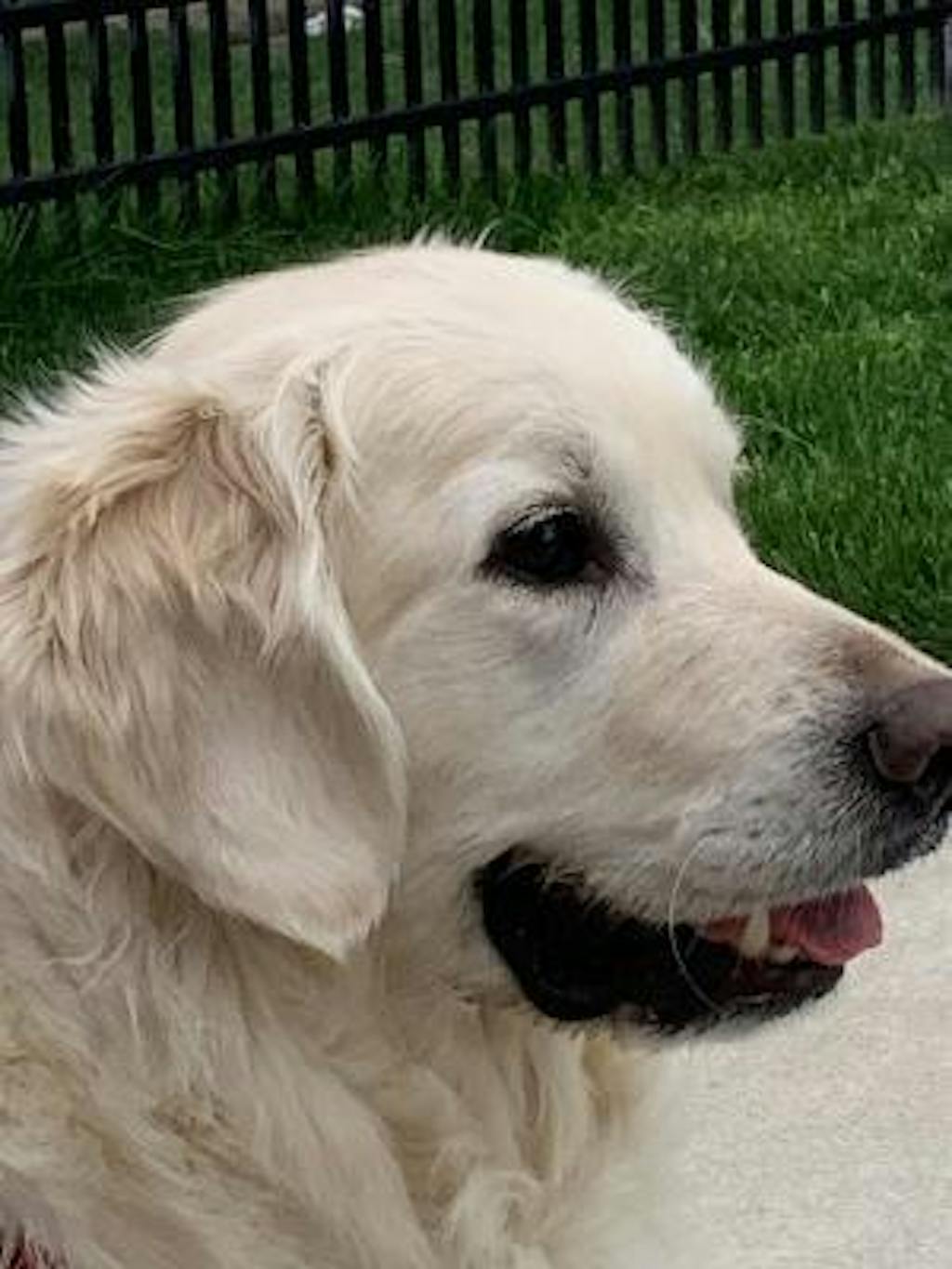 4-Legger Organic Cedar Dog Flea Shampoo and Conditioner