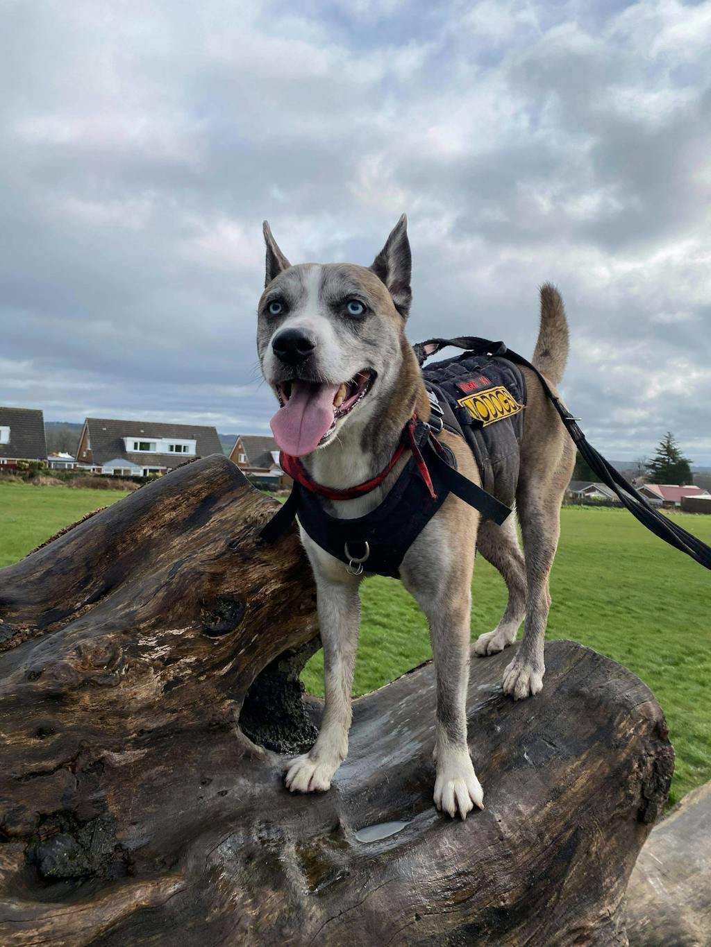 Dog Parkour Book – 4-Paws Canine Academy Shop
