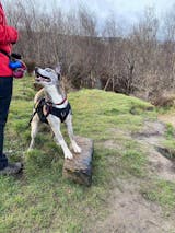 Dog Parkour Book – 4-Paws Canine Academy Shop