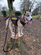 Dog Parkour Book – 4-Paws Canine Academy Shop