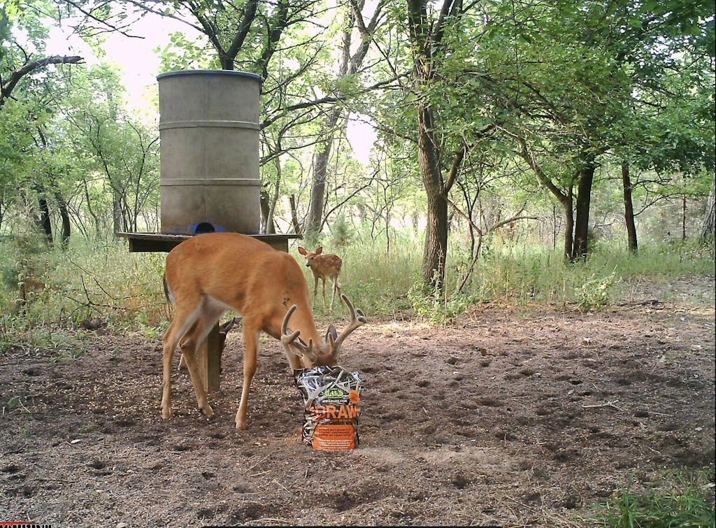 4S Draw Deer Attractant – 4S Advanced Wildlife Solutions