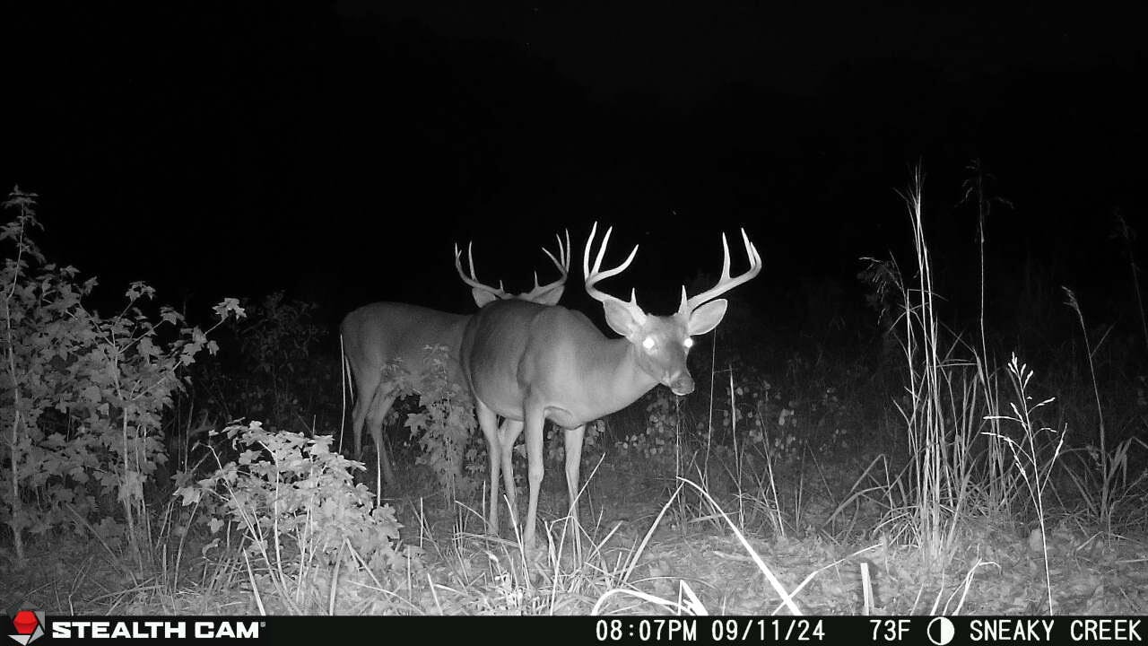 4S Draw Deer Attractant – 4S Advanced Wildlife Solutions