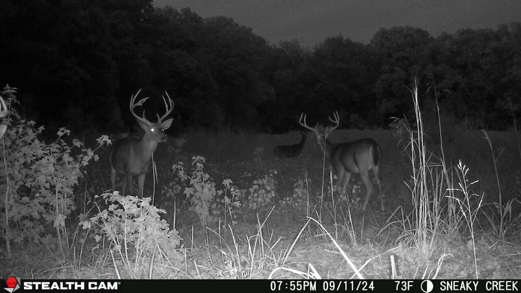 4S Draw Deer Attractant – 4S Advanced Wildlife Solutions