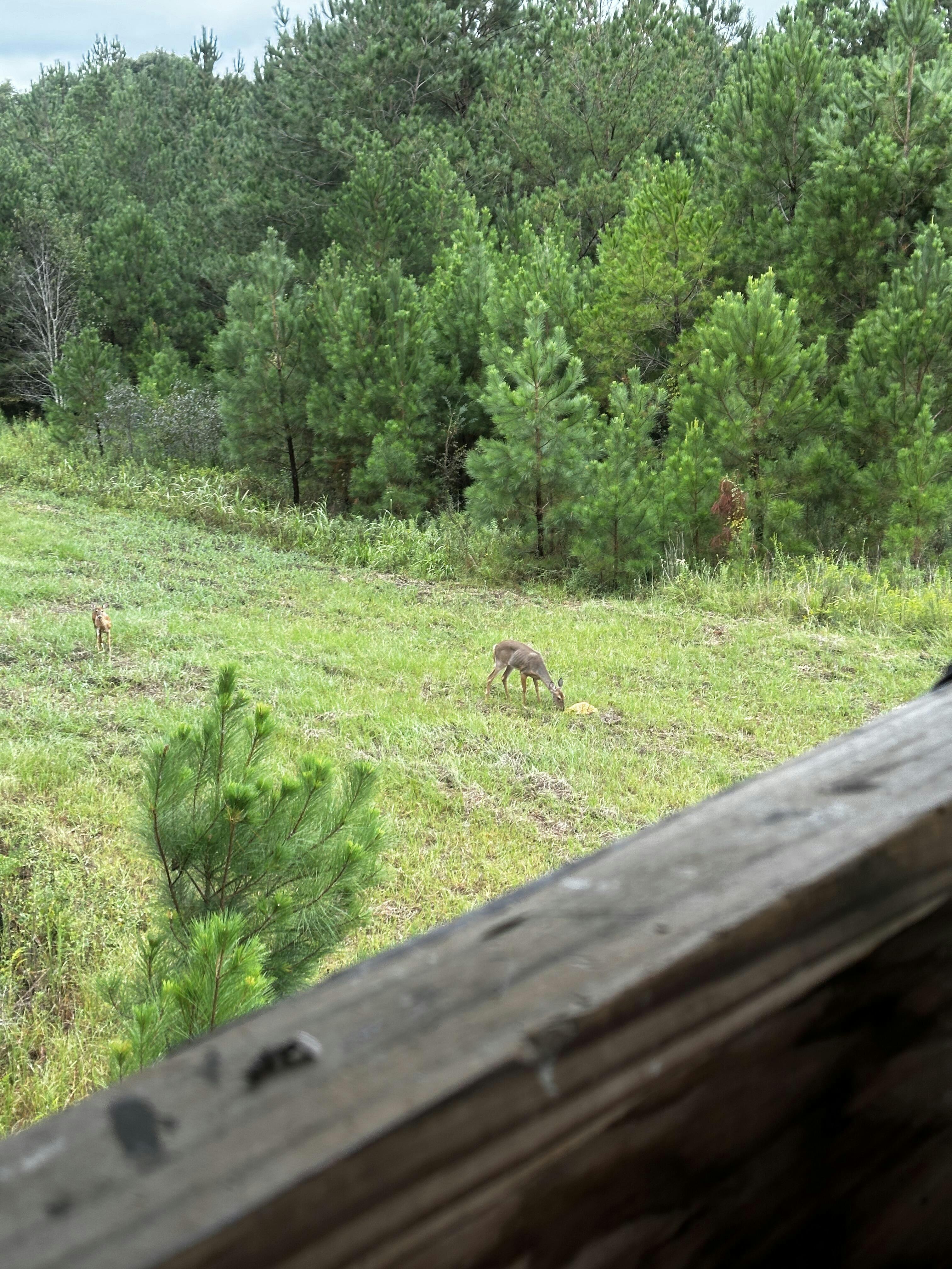 4S Draw Deer Attractant – 4S Advanced Wildlife Solutions