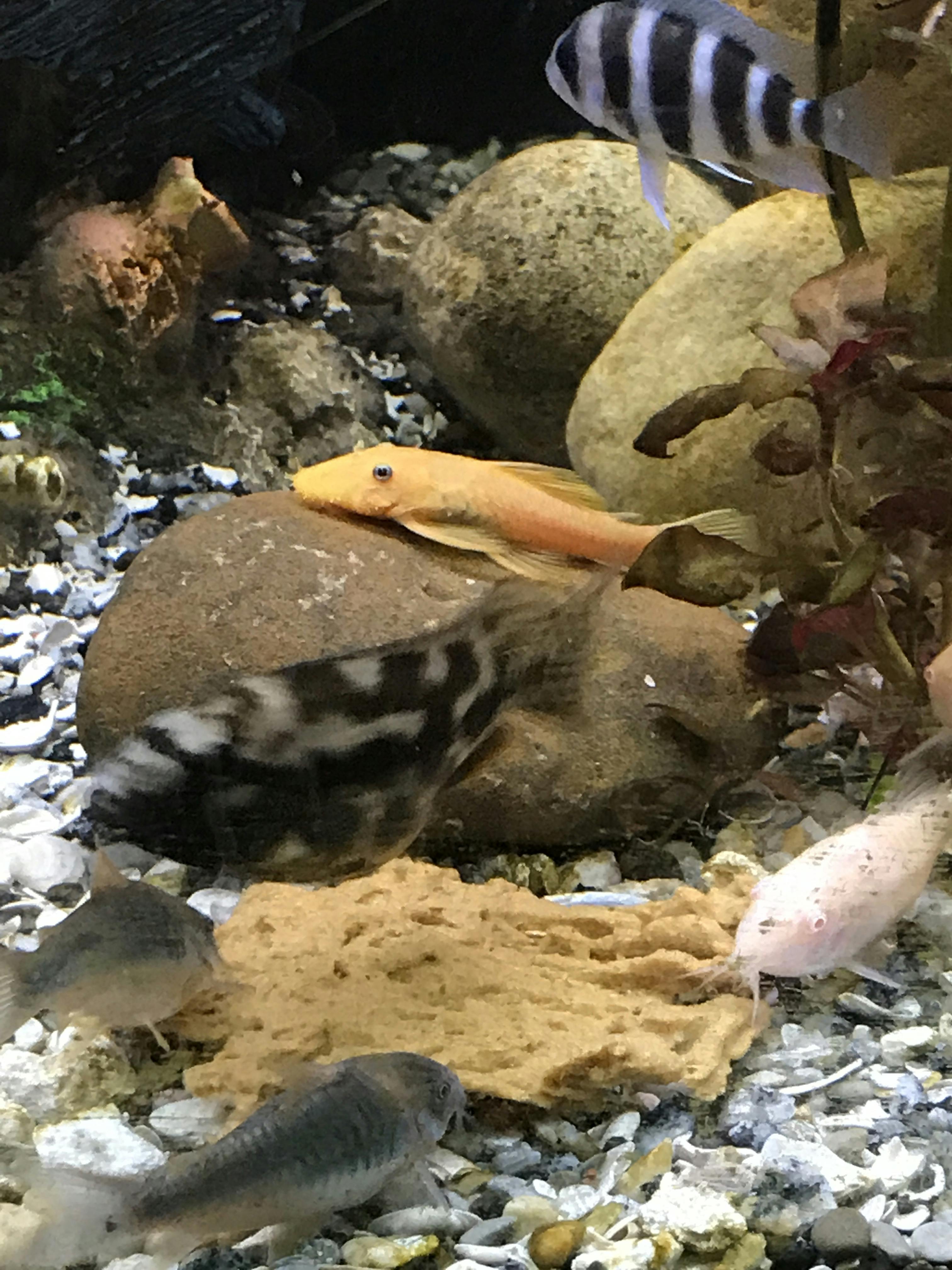 Repashy Bottom Scratcher – Aquarium Co-Op