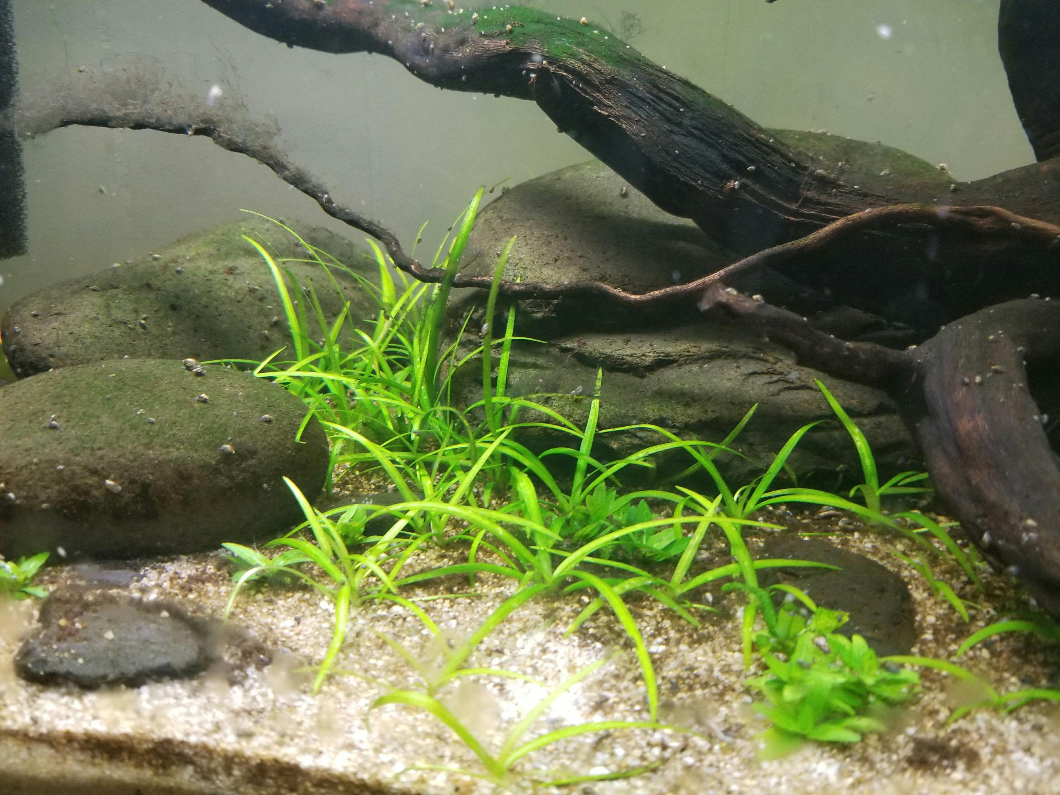Dwarf Sagittaria – Aquarium Co-Op