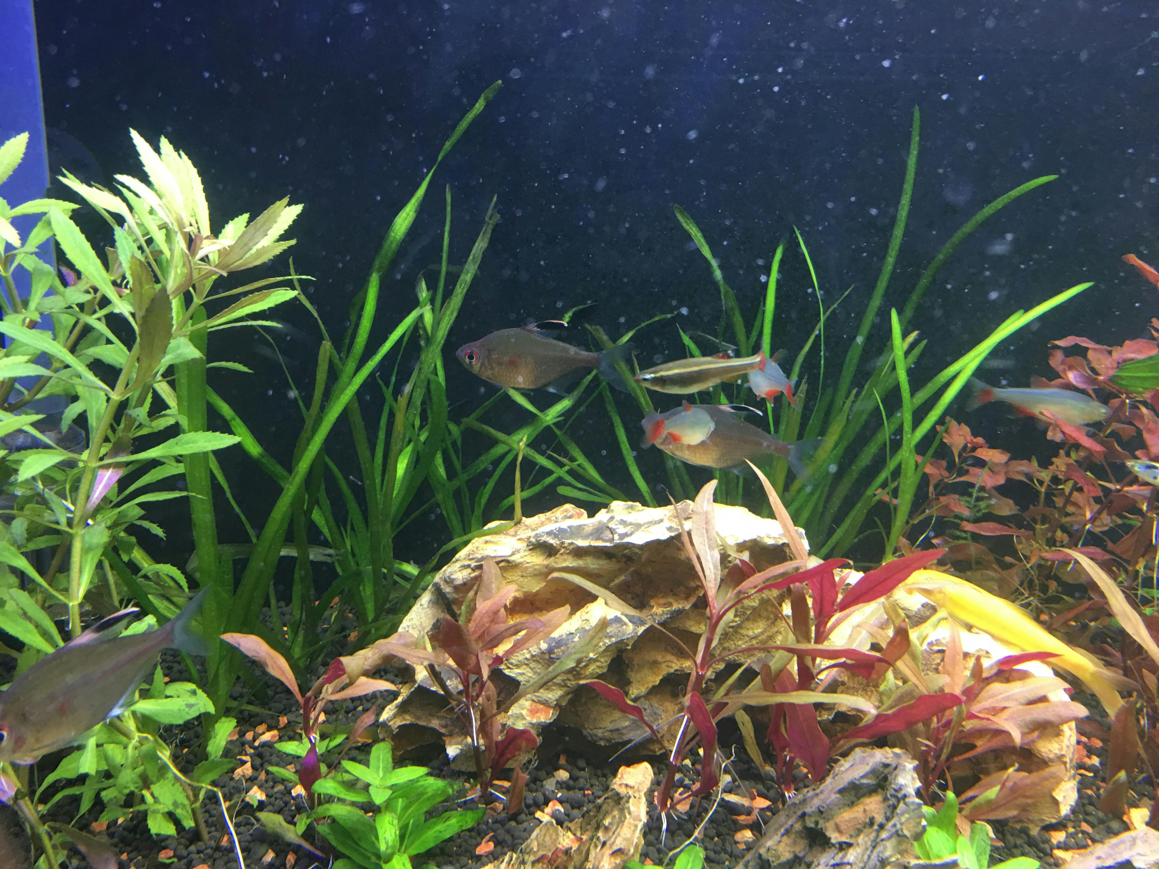 Vallisneria – Aquarium Co-Op