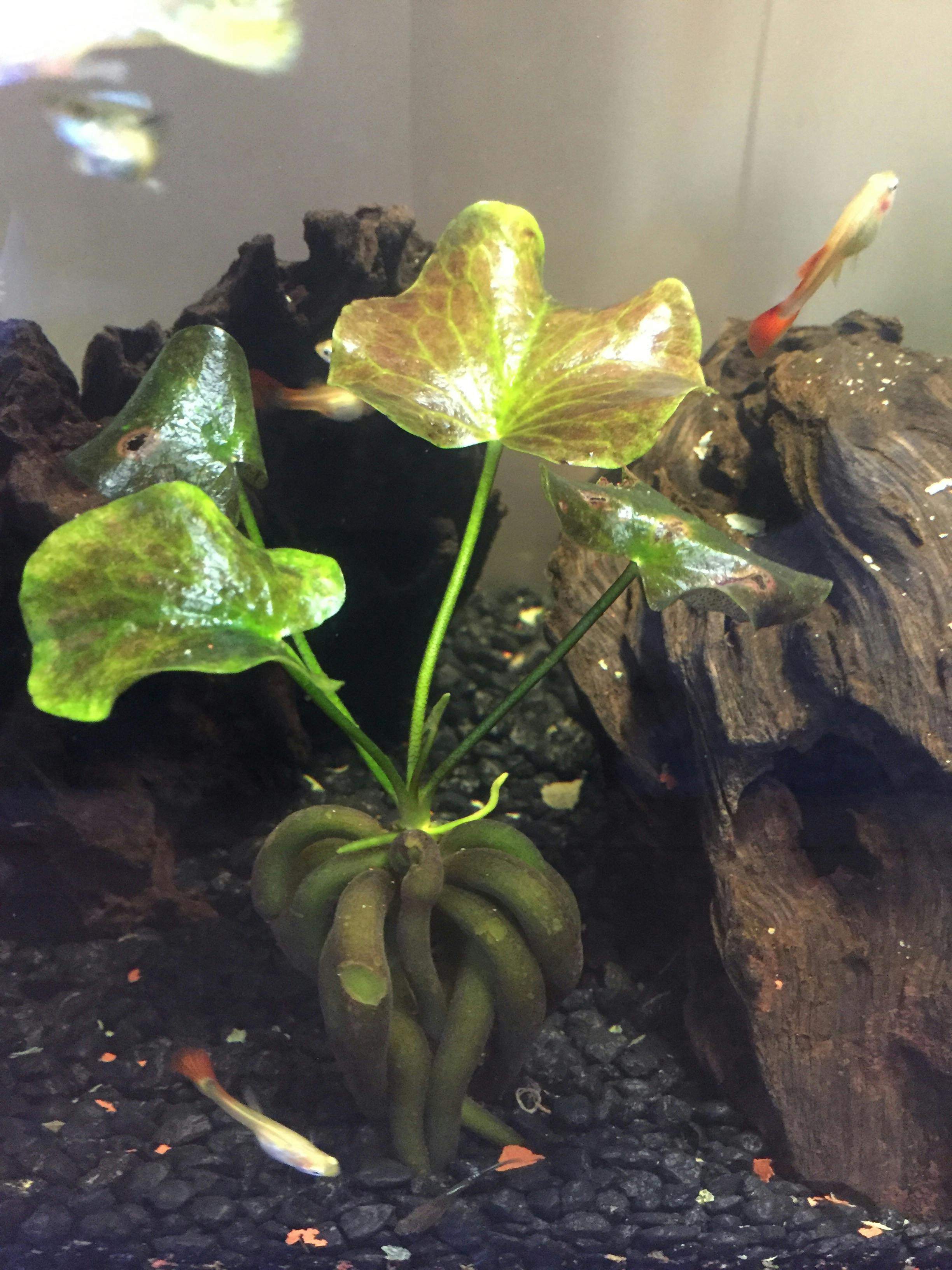 Banana Plant – Aquarium Co-Op