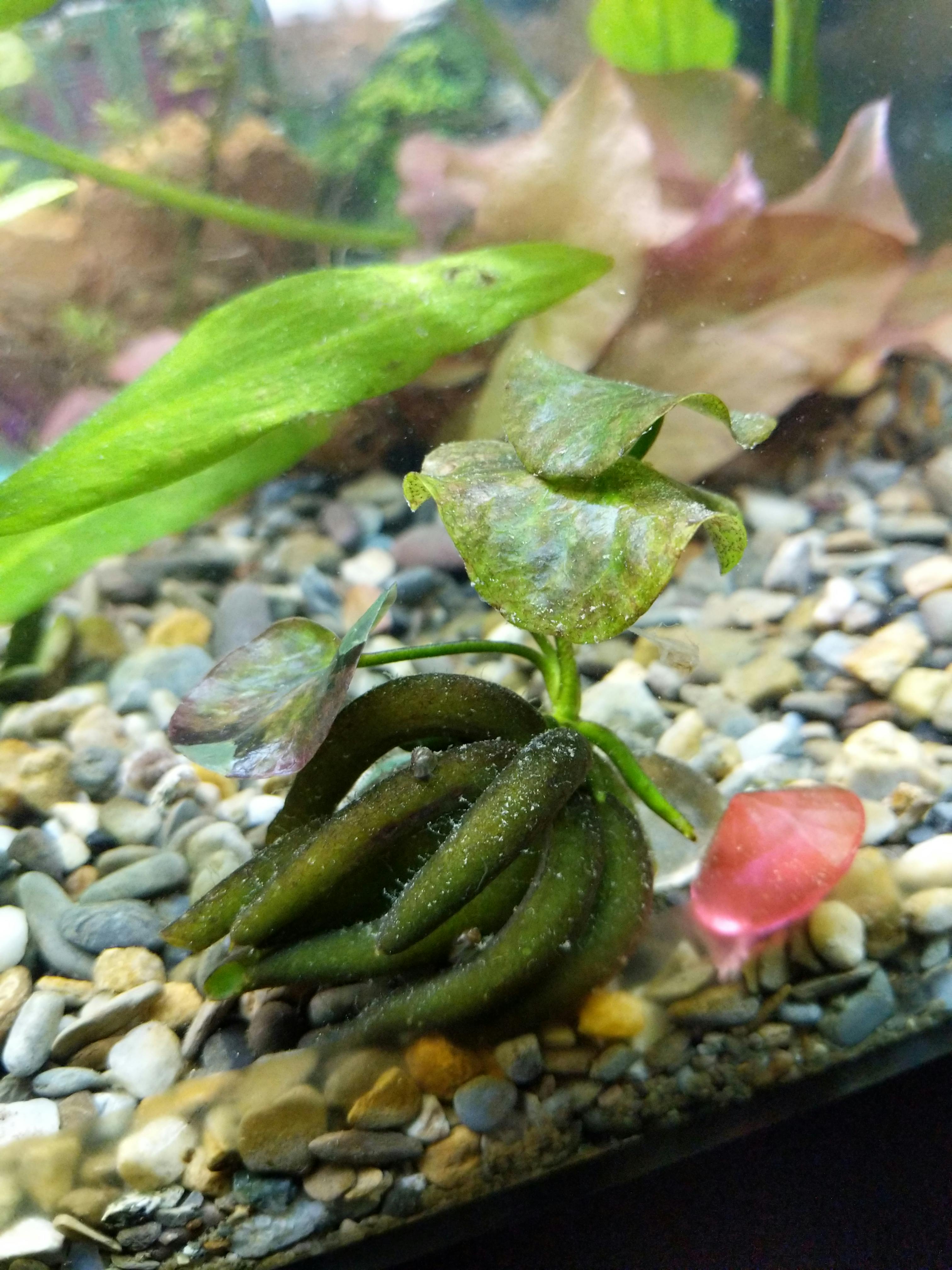 Banana Plant – Aquarium Co-Op
