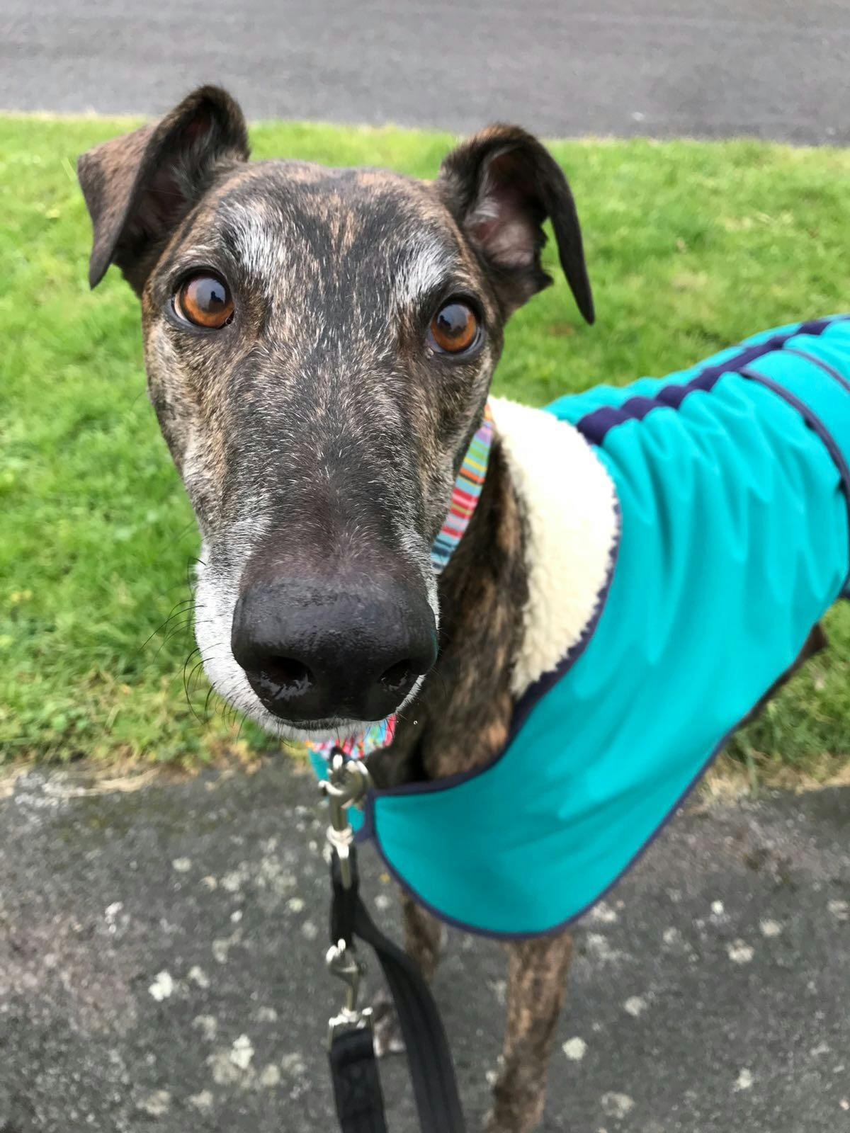 Greyhound Art Print Paintings -Gifts – Art By Mike Ramshaw