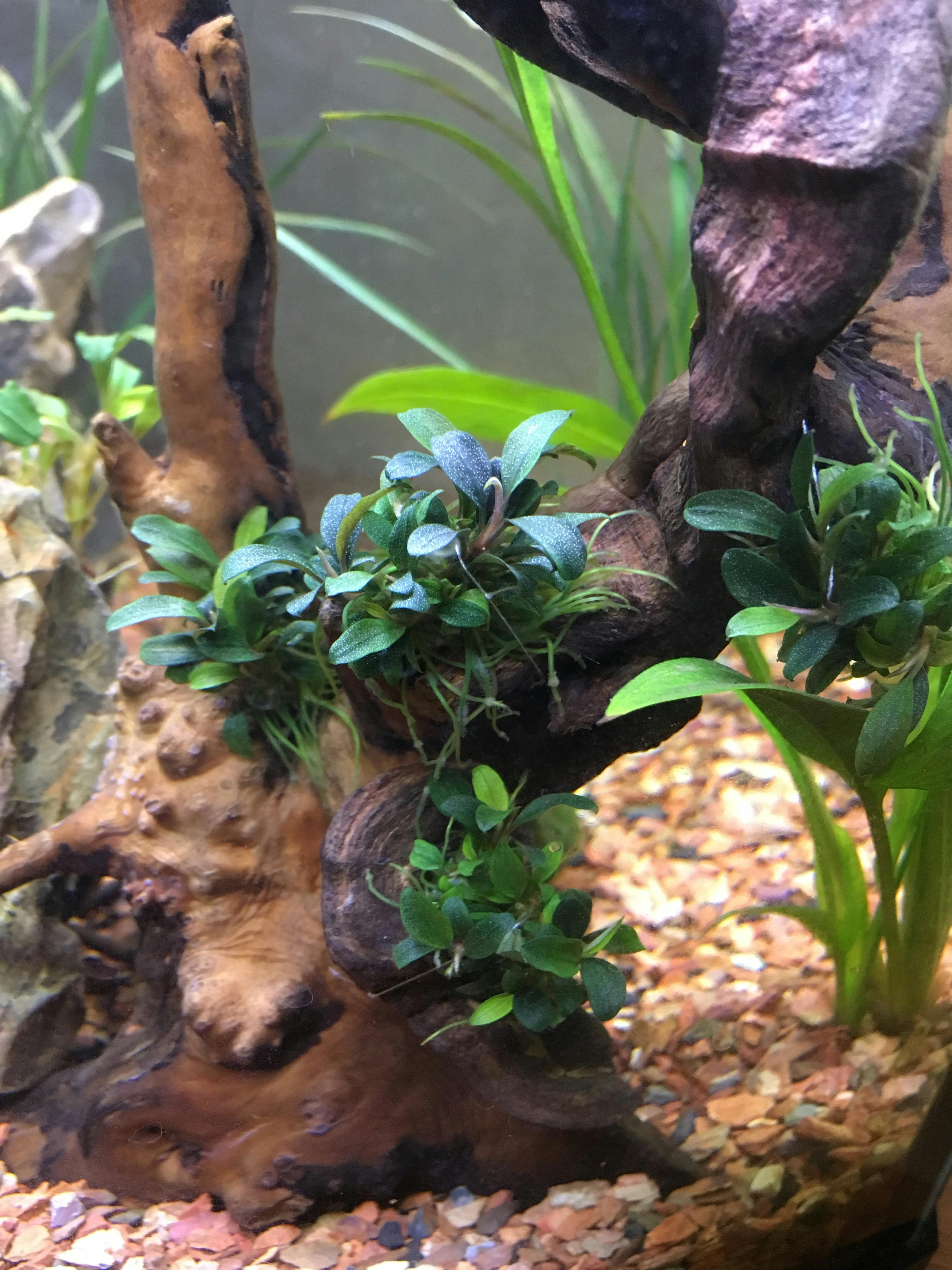 Bucephalandra Red Mini UNS Tissue Culture – Buce Plant