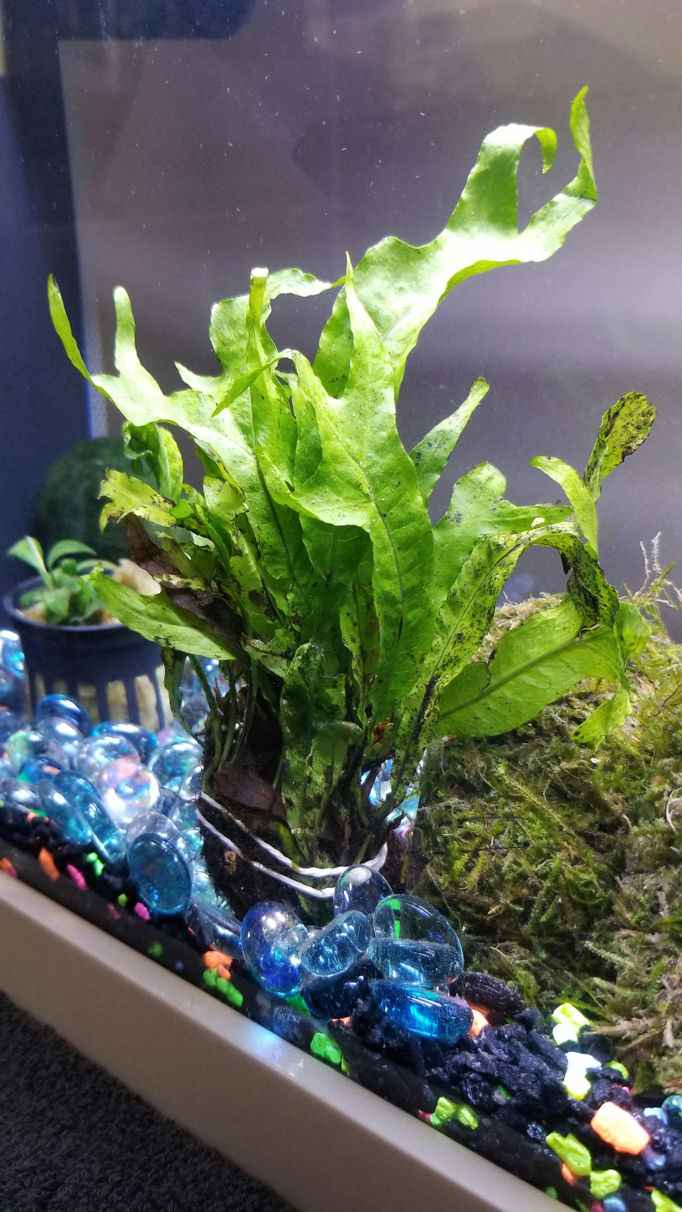 Java Fern 'Thor's Hammer' - Mat – Buce Plant