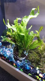 Java Fern 'Thor's Hammer' - Mat – Buce Plant