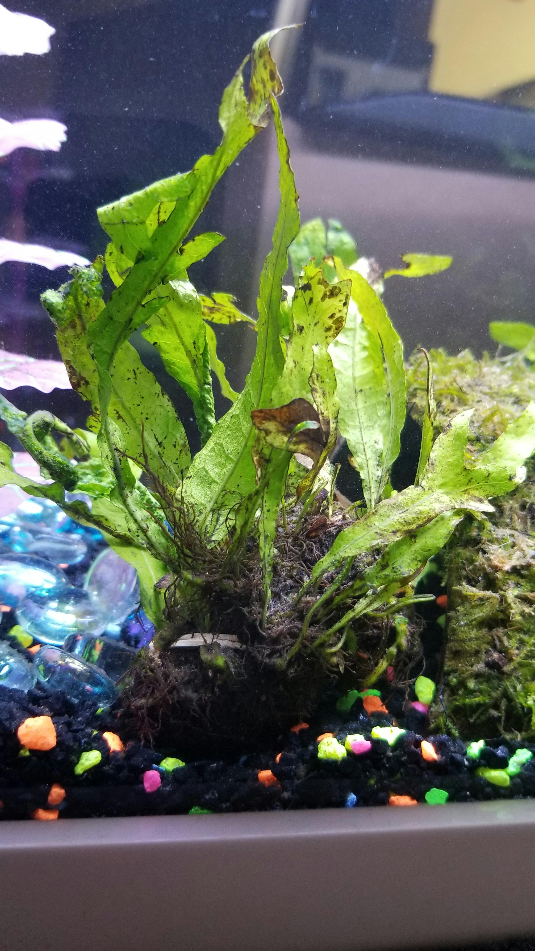 Java Fern 'Thor's Hammer' - Mat – Buce Plant