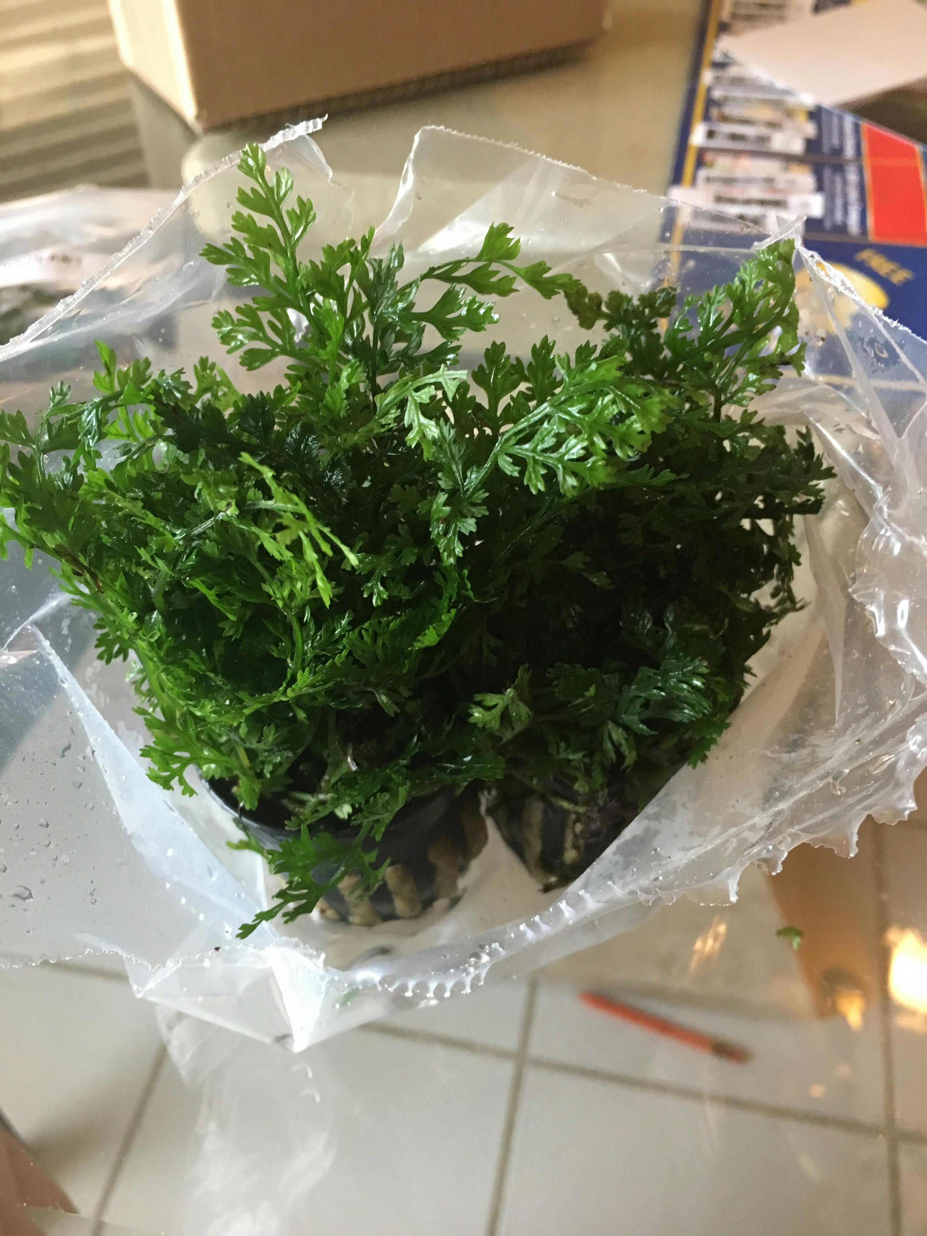 Mini Bolbitis (Baby Leaf) – Buce Plant