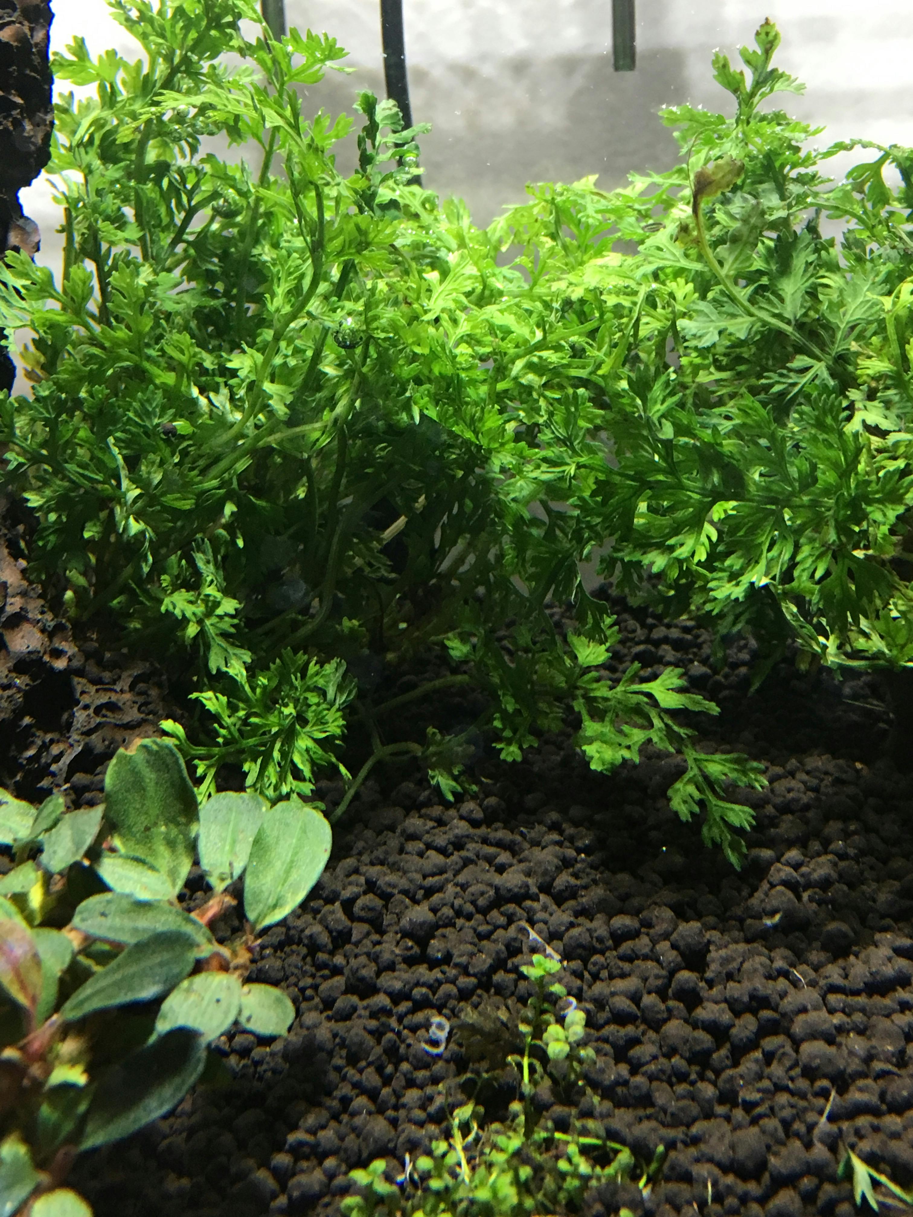 Mini Bolbitis (Baby Leaf) – Buce Plant