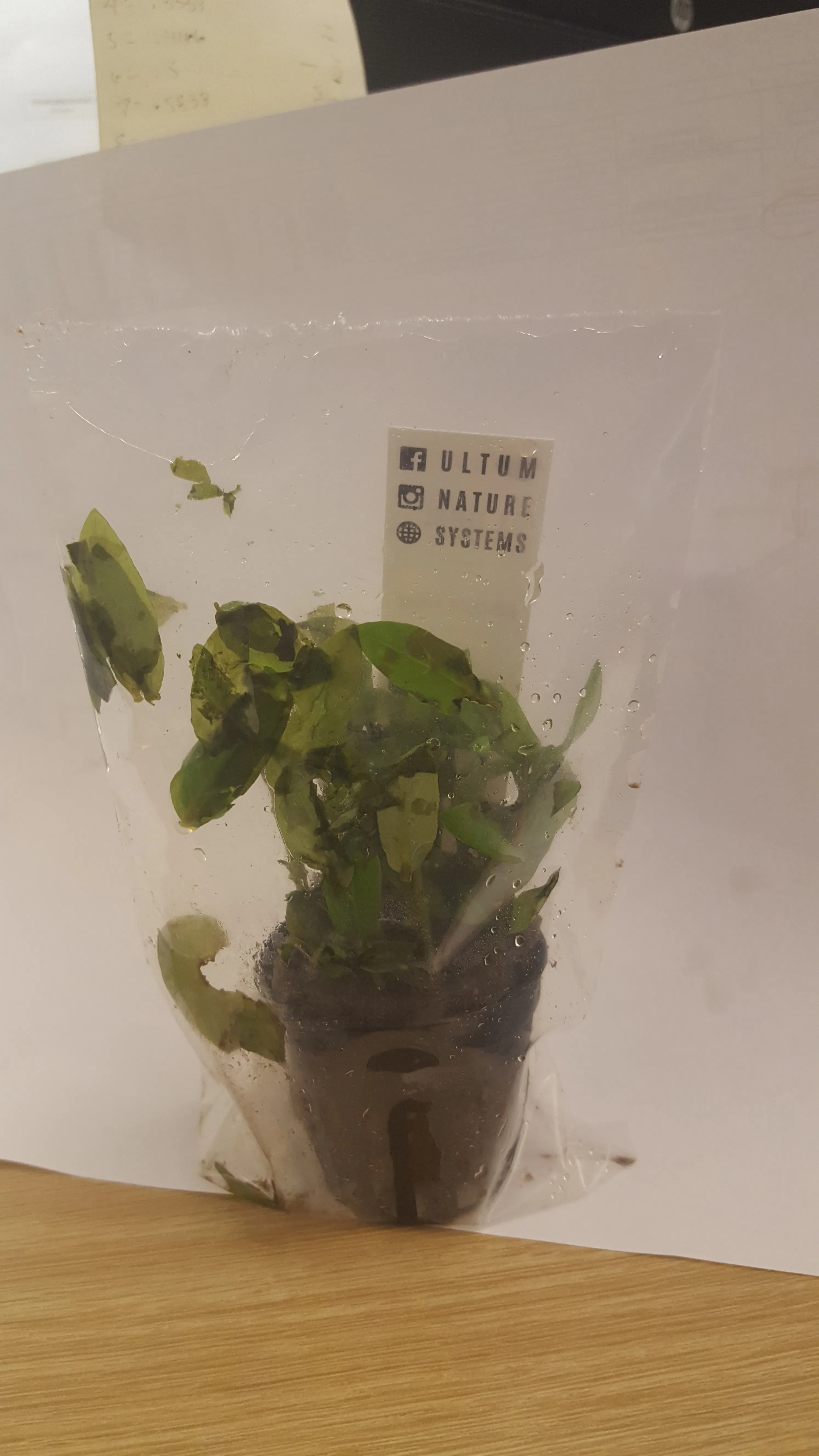 Staurogyne Repens – Buce Plant