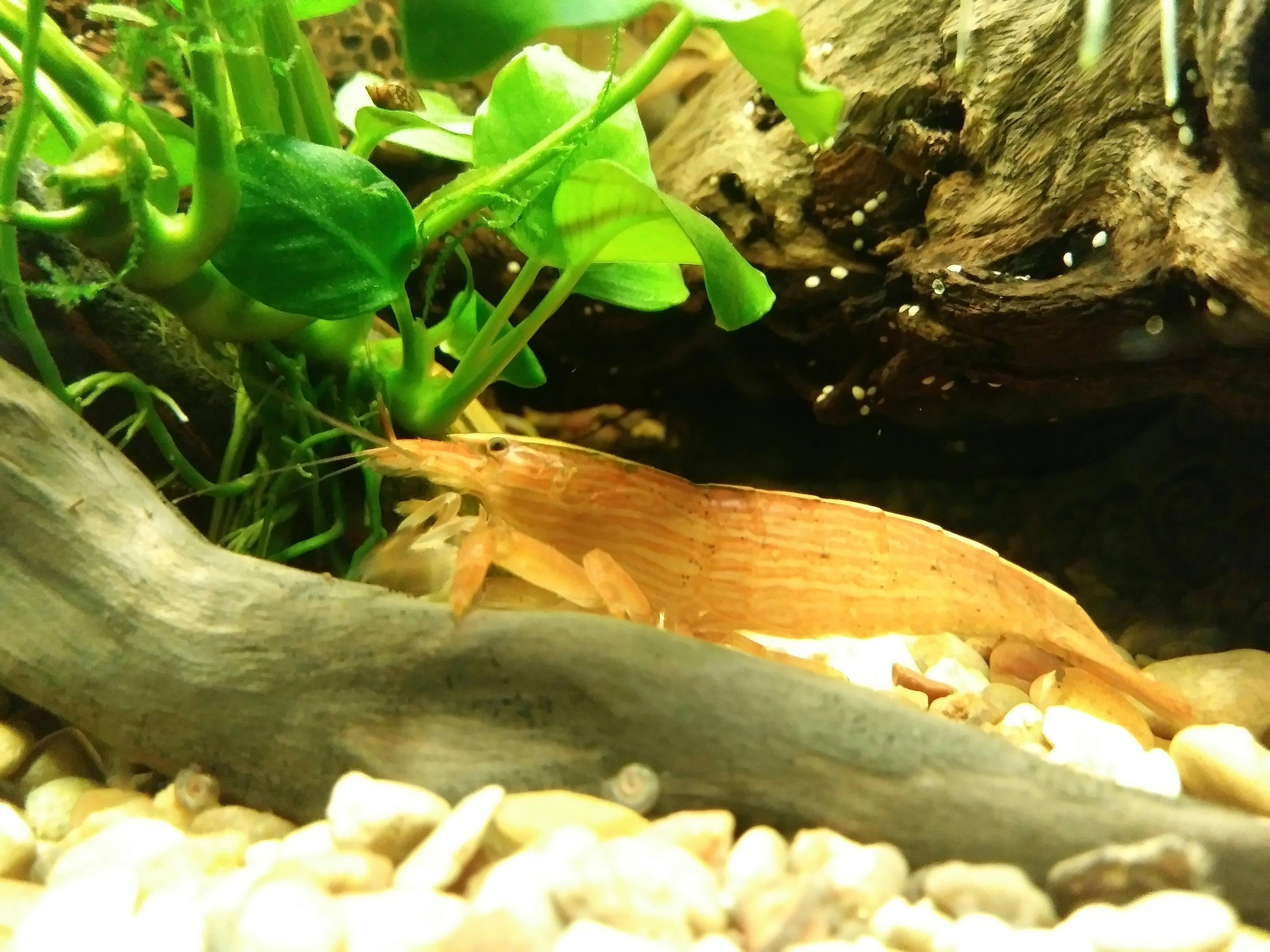 Bamboo Fan Shrimp – Flip Aquatics