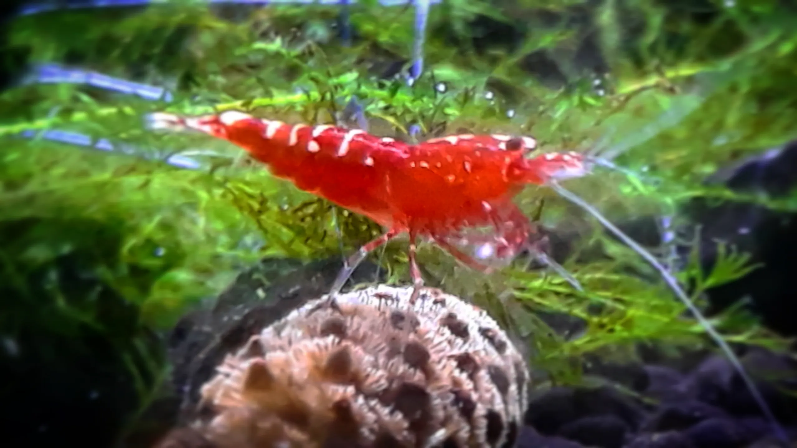 Silane Galaxy Pinto – Flip Aquatics