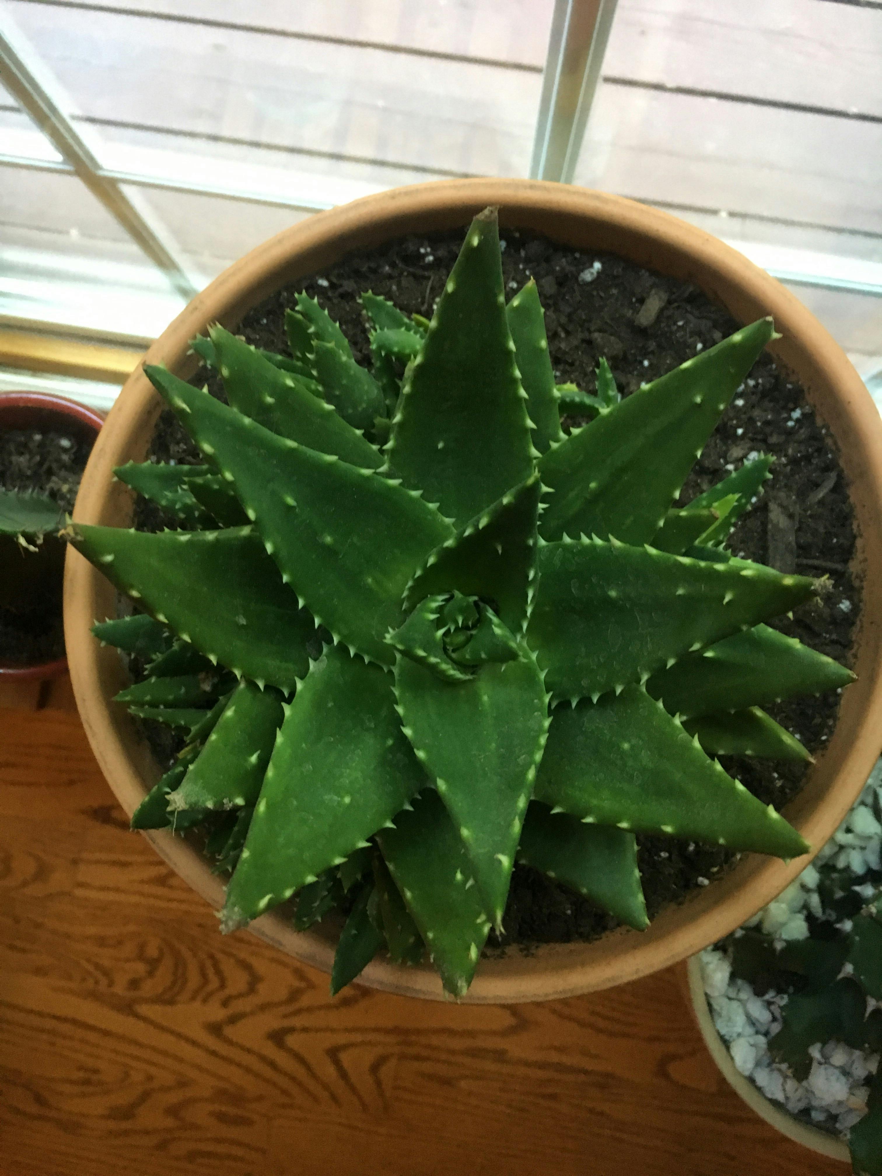 Gold Tooth Aloe - "Aloe Nobilis" - Succulents for Sale Bulk Succulent ...
