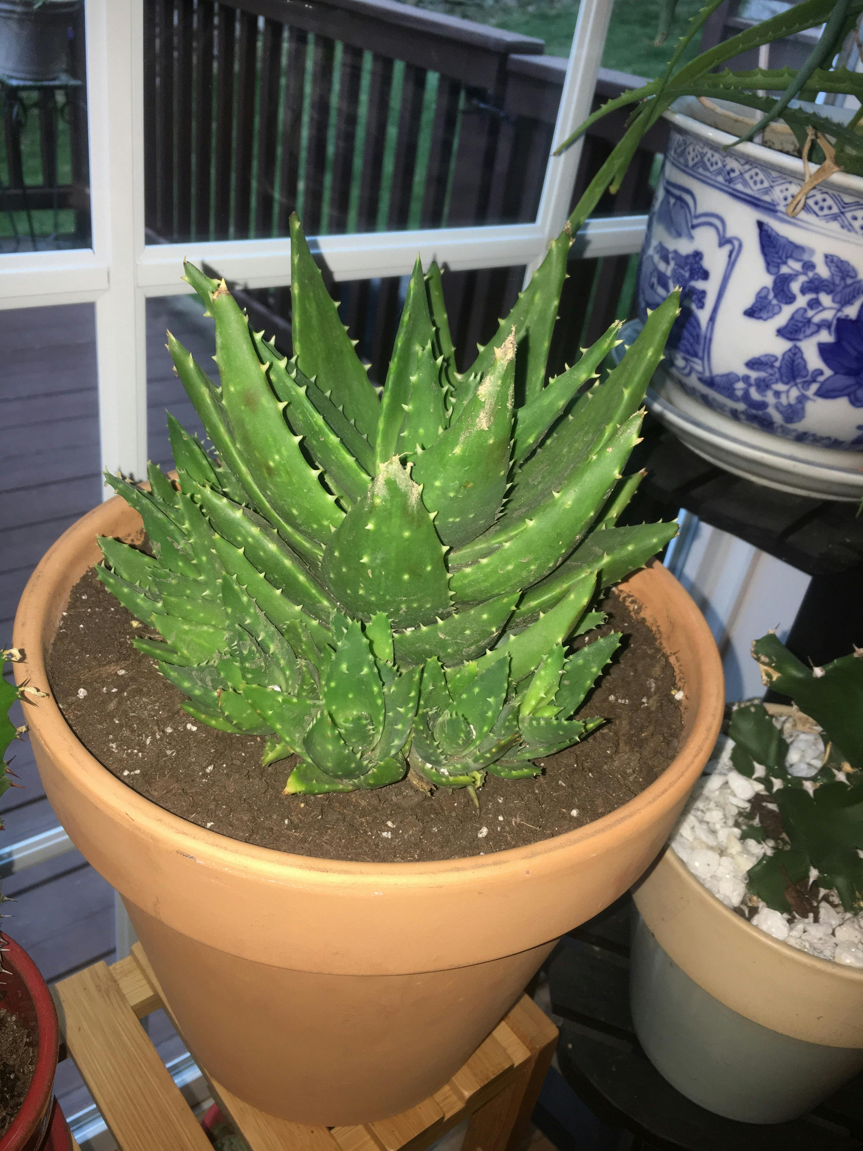 Gold Tooth Aloe - "Aloe Nobilis" - Succulents for Sale Bulk Succulent ...