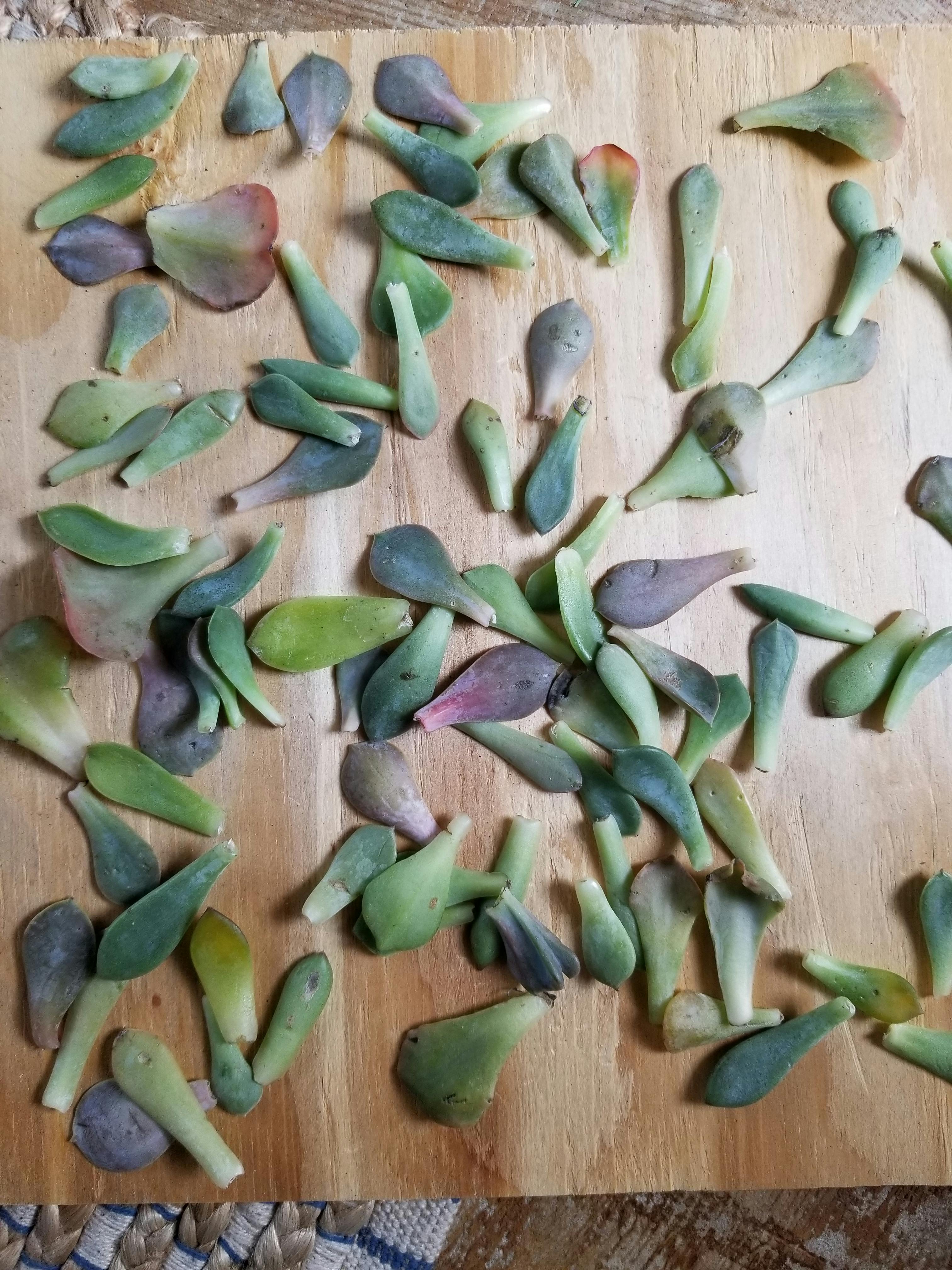 Rosette Leaf Starters - 10 Count - Succulents for Sale Bulk Succulent ...