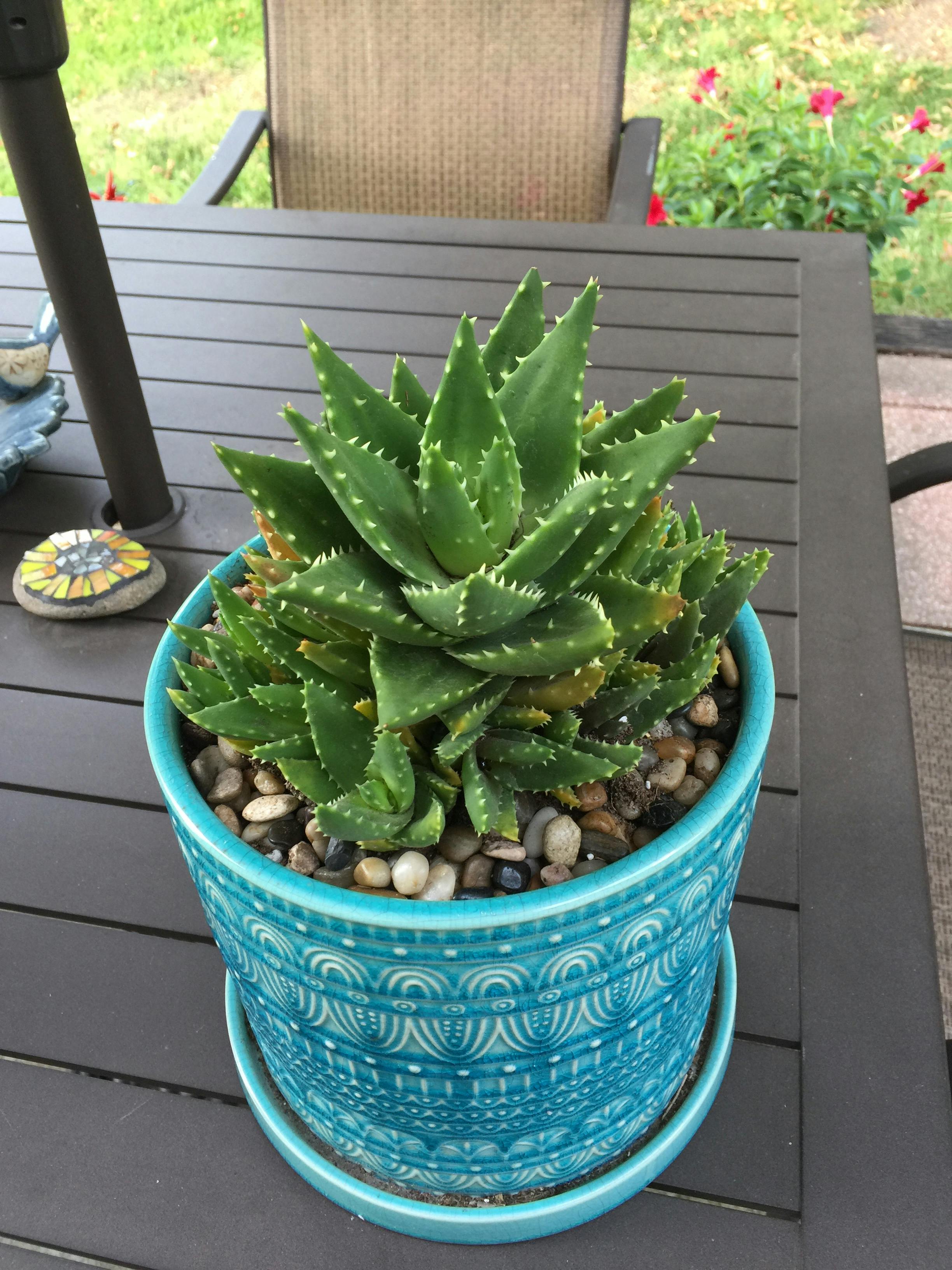 Gold Tooth Aloe - "Aloe Nobilis" - Wedding Succulent Favors for Sale ...