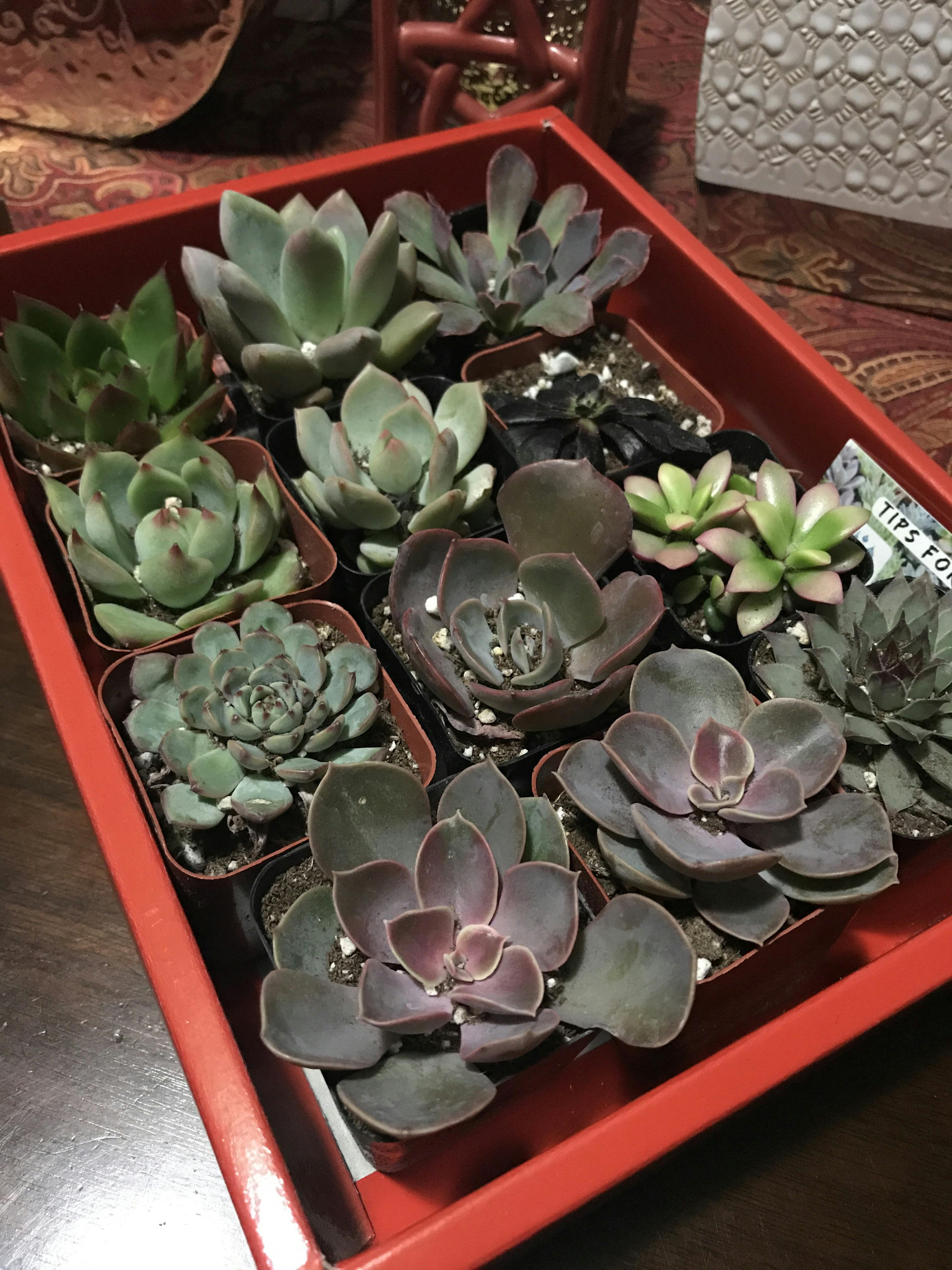 Rosette Leaf Starters - 10 Count - Wedding Succulent Favors for Sale ...