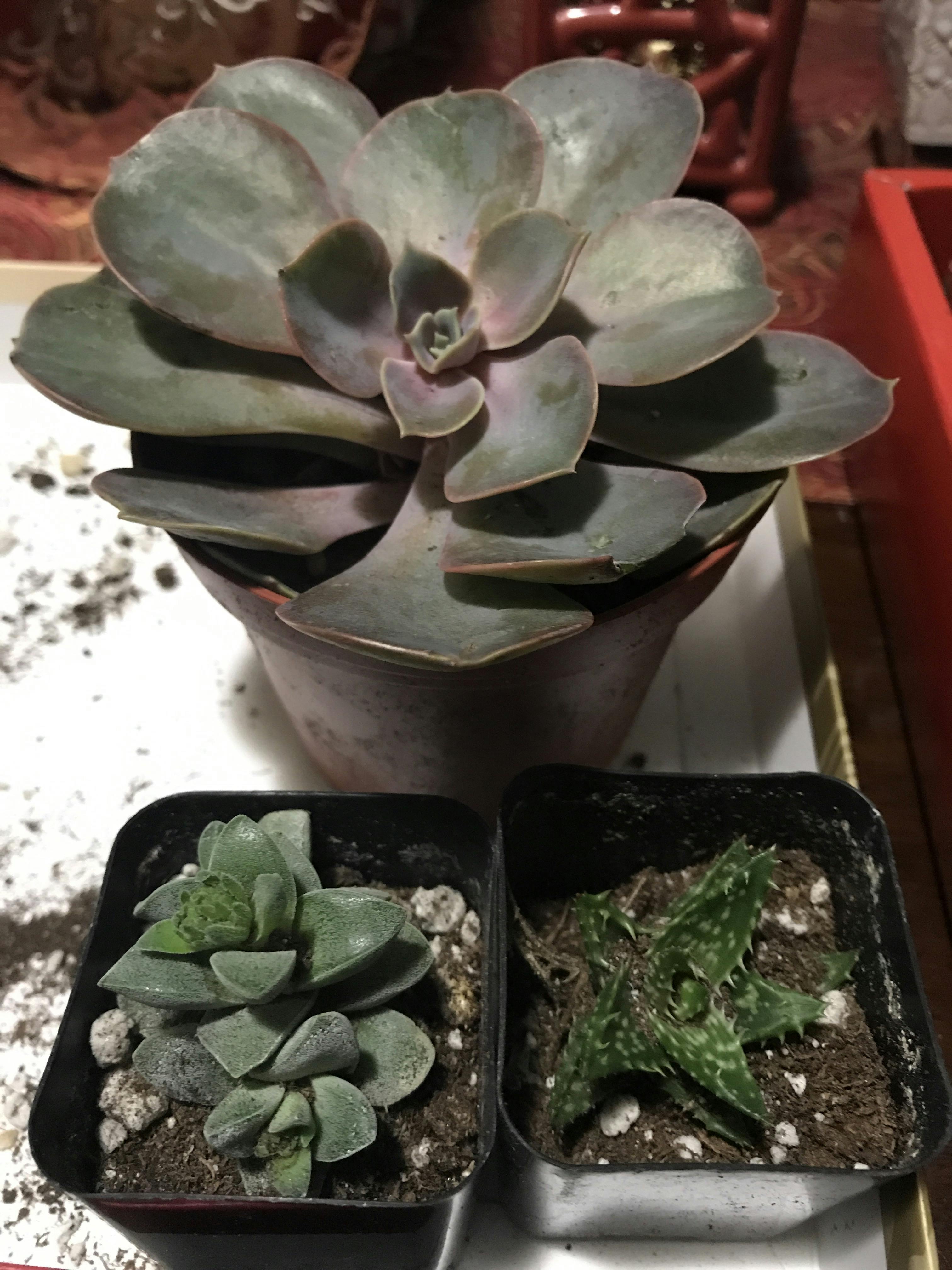 Rosette Leaf Starters - 10 Count - Wedding Succulent Favors for Sale ...