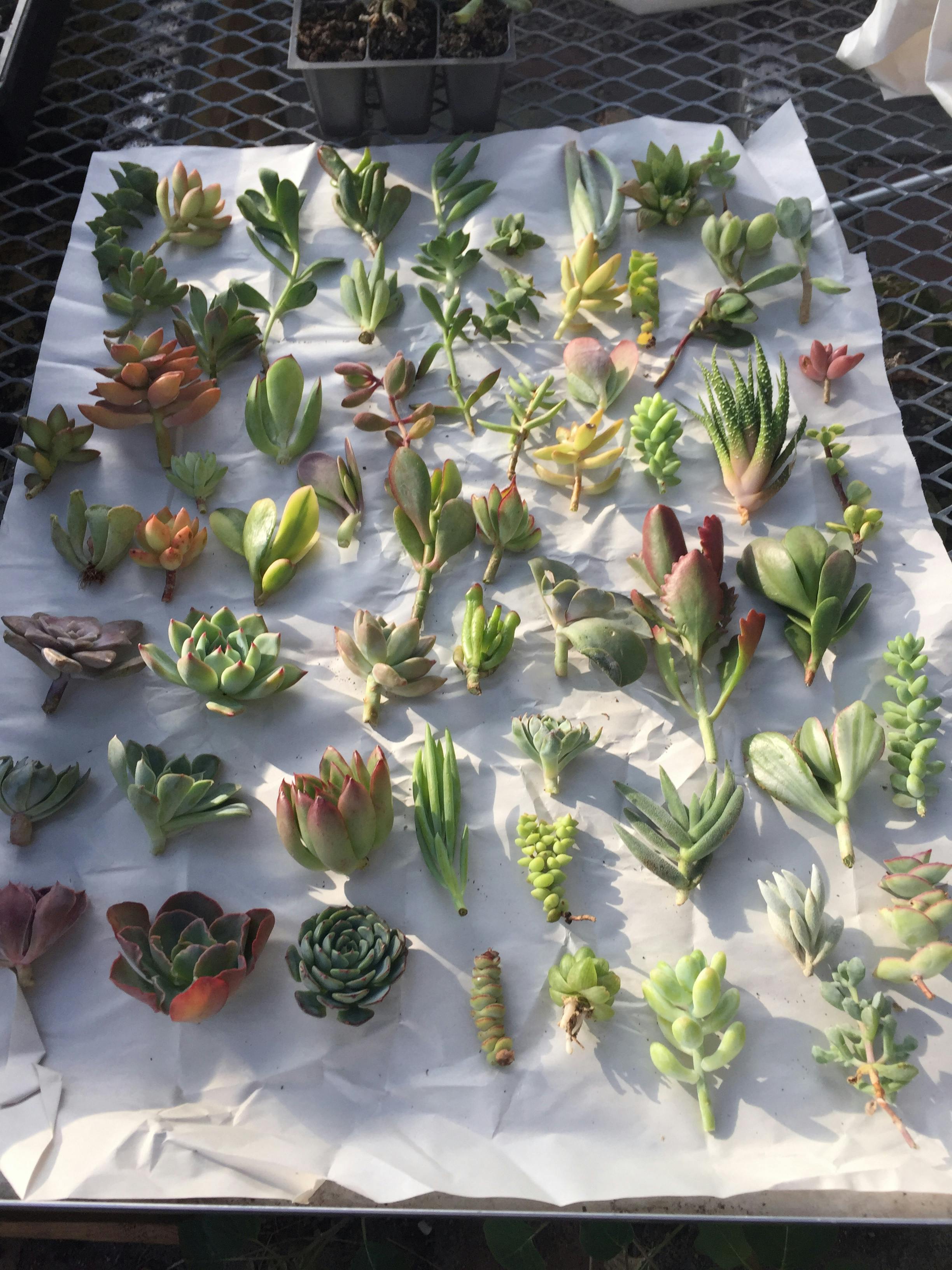 Cuttings - Assorted Succulents - Wedding Succulent Favors for Sale Bulk ...