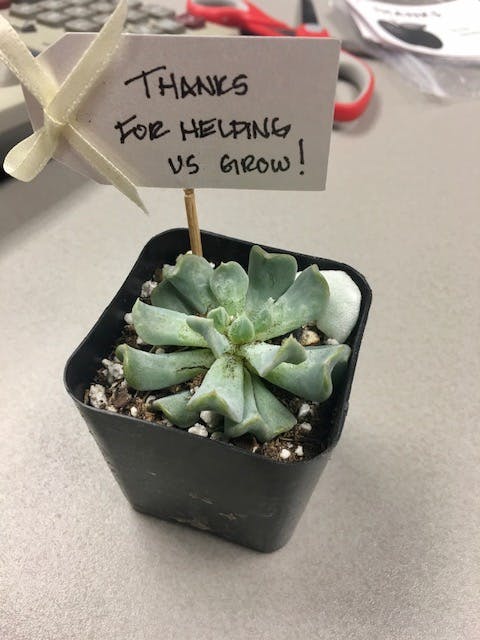 20 Favor Tags - Wedding Succulent Favors for Sale Bulk Succulents