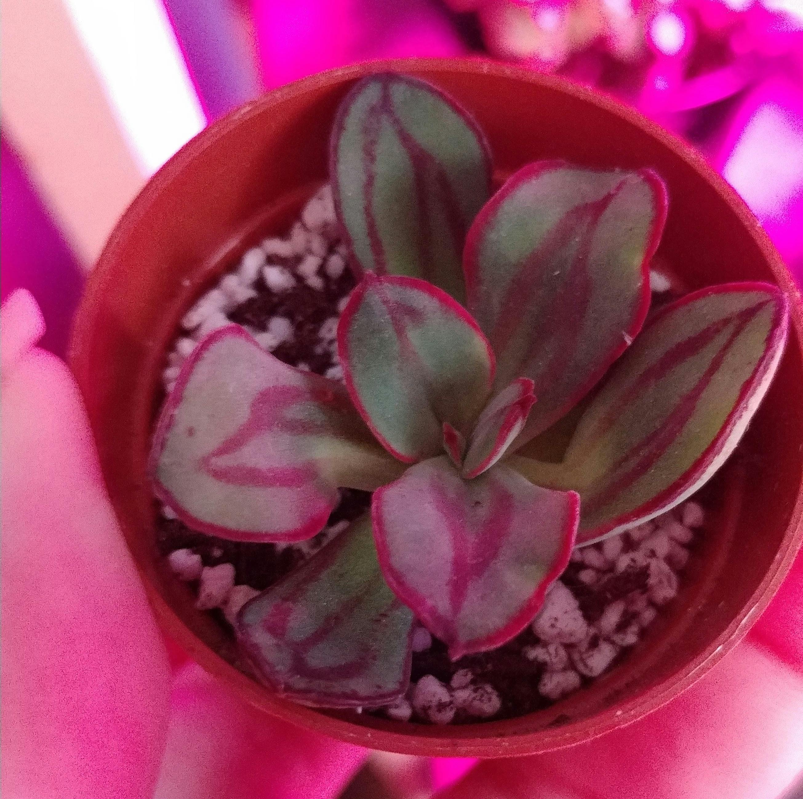 Cuttings - Assorted Succulents - Wedding Succulent Favors for Sale Bulk ...