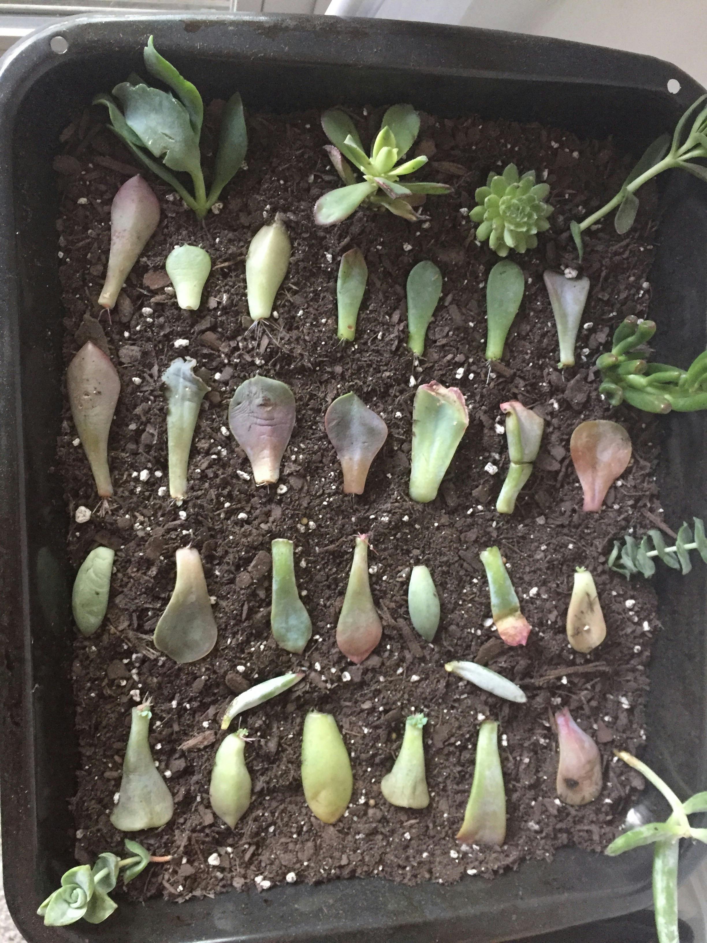 Rosette Leaf Starters - 10 Count - Wedding Succulent Favors for Sale ...