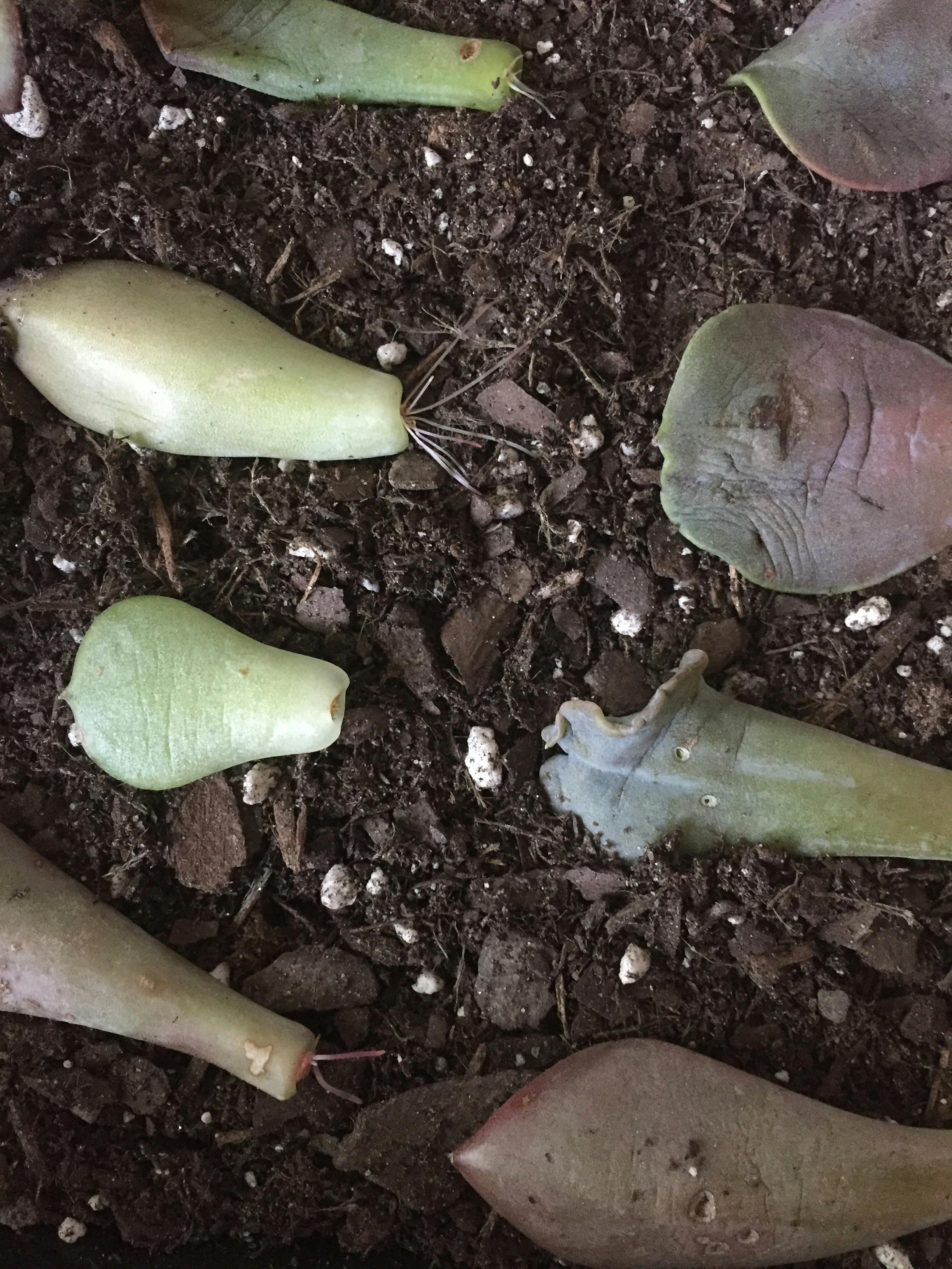 Rosette Leaf Starters - 10 Count - Wedding Succulent Favors for Sale ...