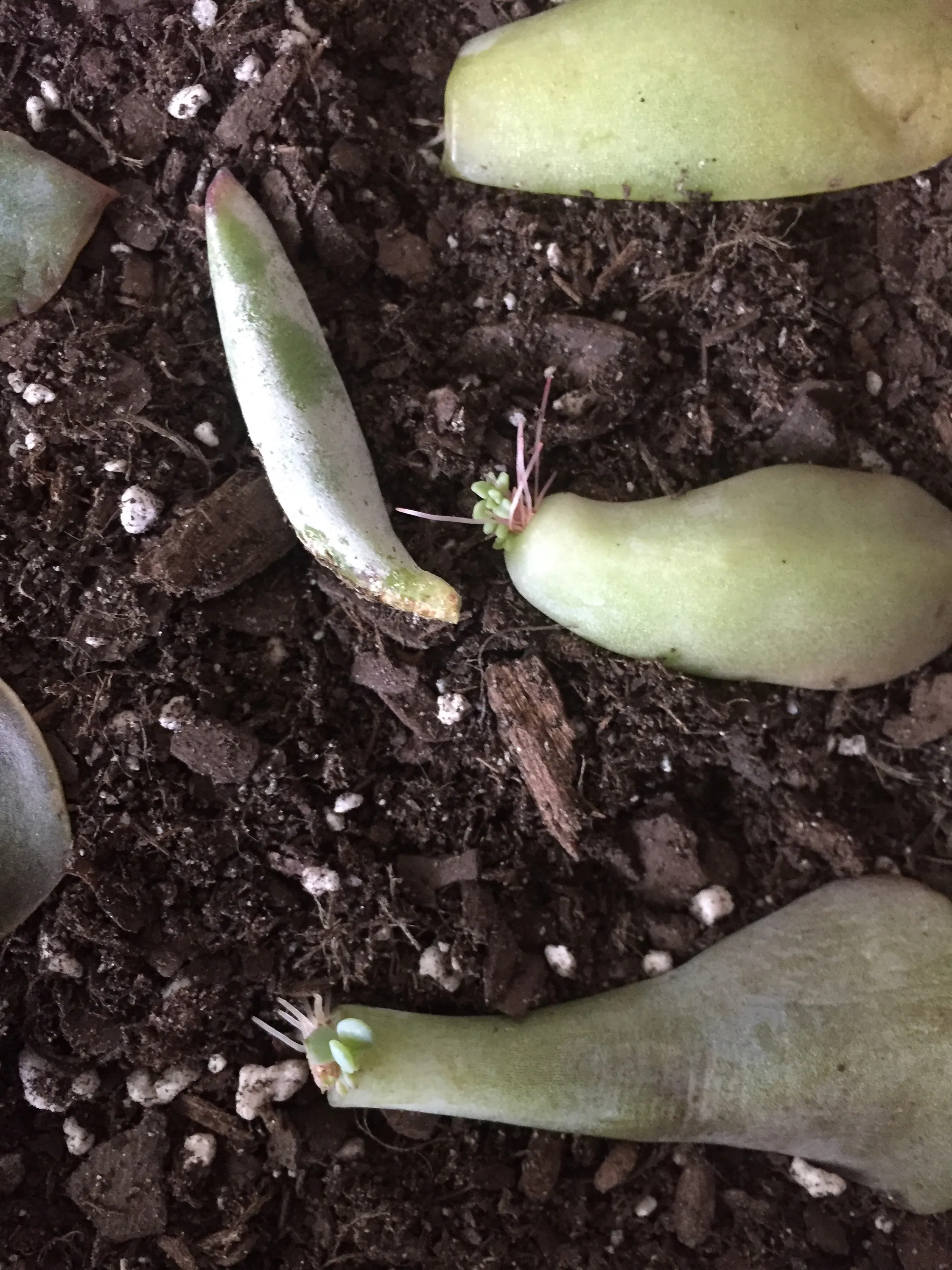 Rosette Leaf Starters - 10 Count - Wedding Succulent Favors for Sale ...