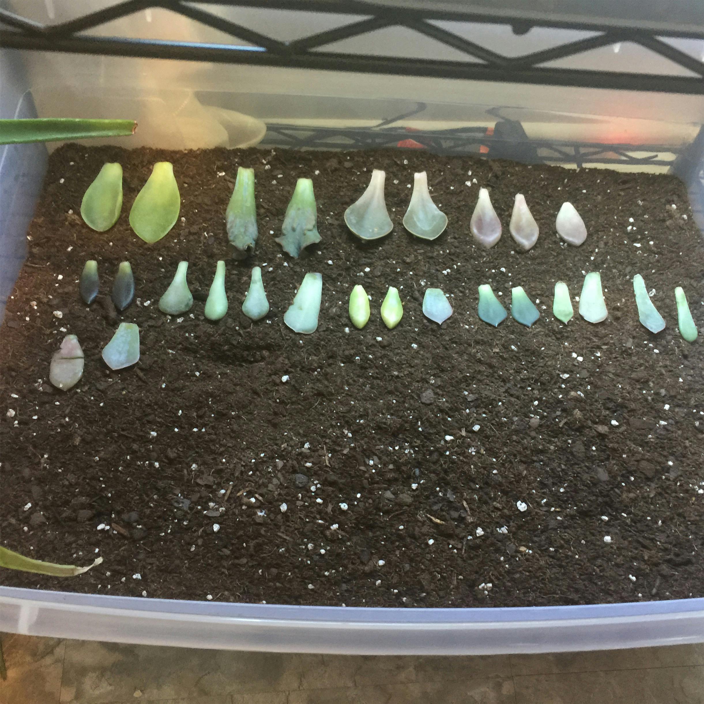 Rosette Leaf Starters - 10 Count - Wedding Succulent Favors for Sale ...