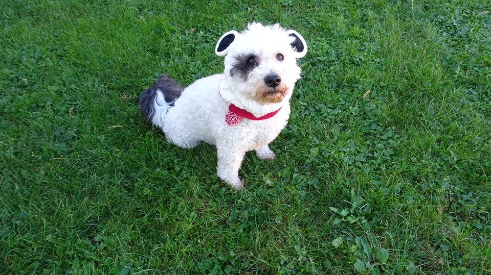 Knit Dog Snood Hat - Panda Bear Zoo Snood – Zoo Snoods