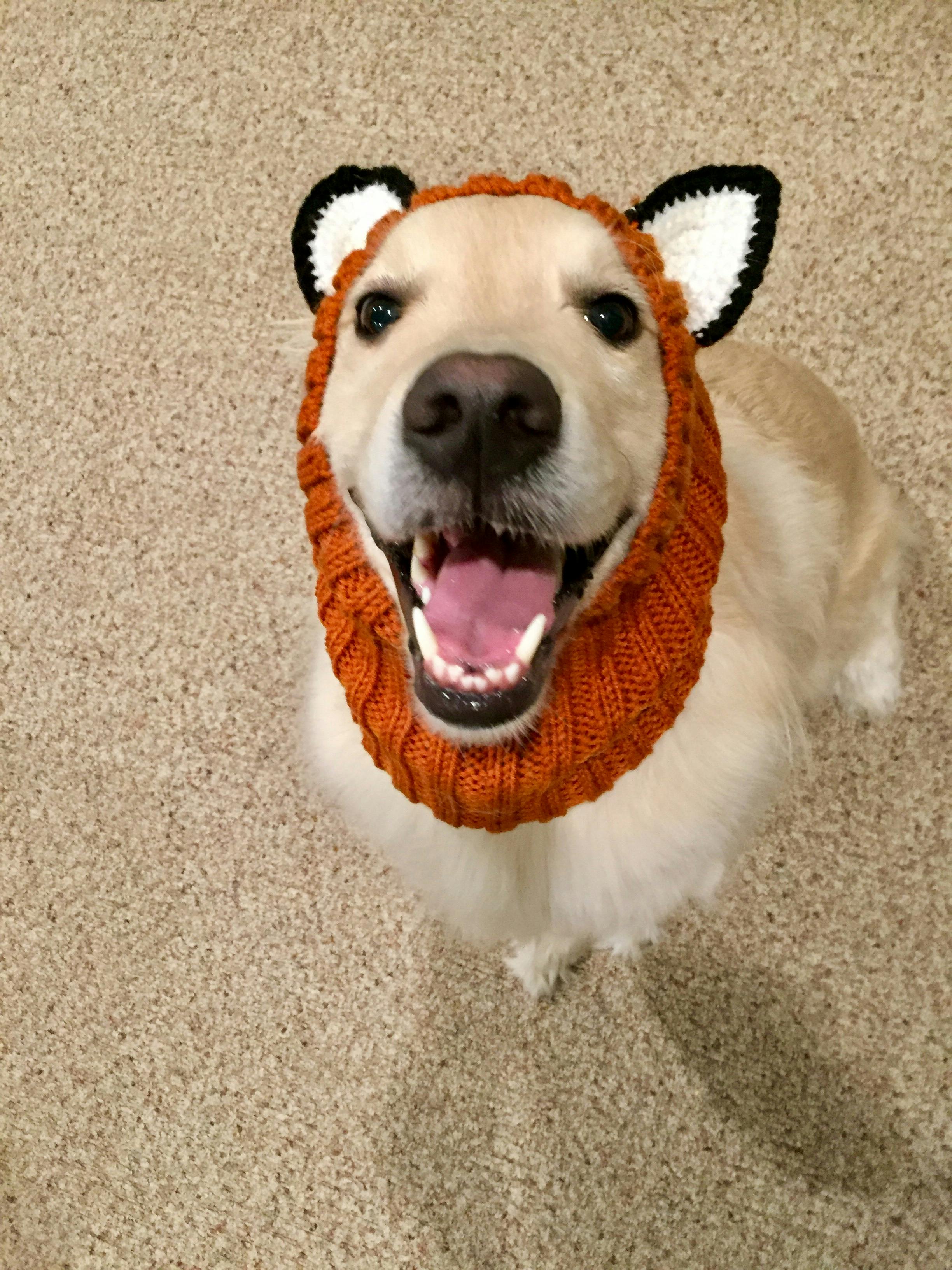 Knit Dog Snood Hat - Fox Zoo Snood – Zoo Snoods