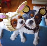 Knit Dog Snood Hat - Jack Rabbit Zoo Snood – Zoo Snoods