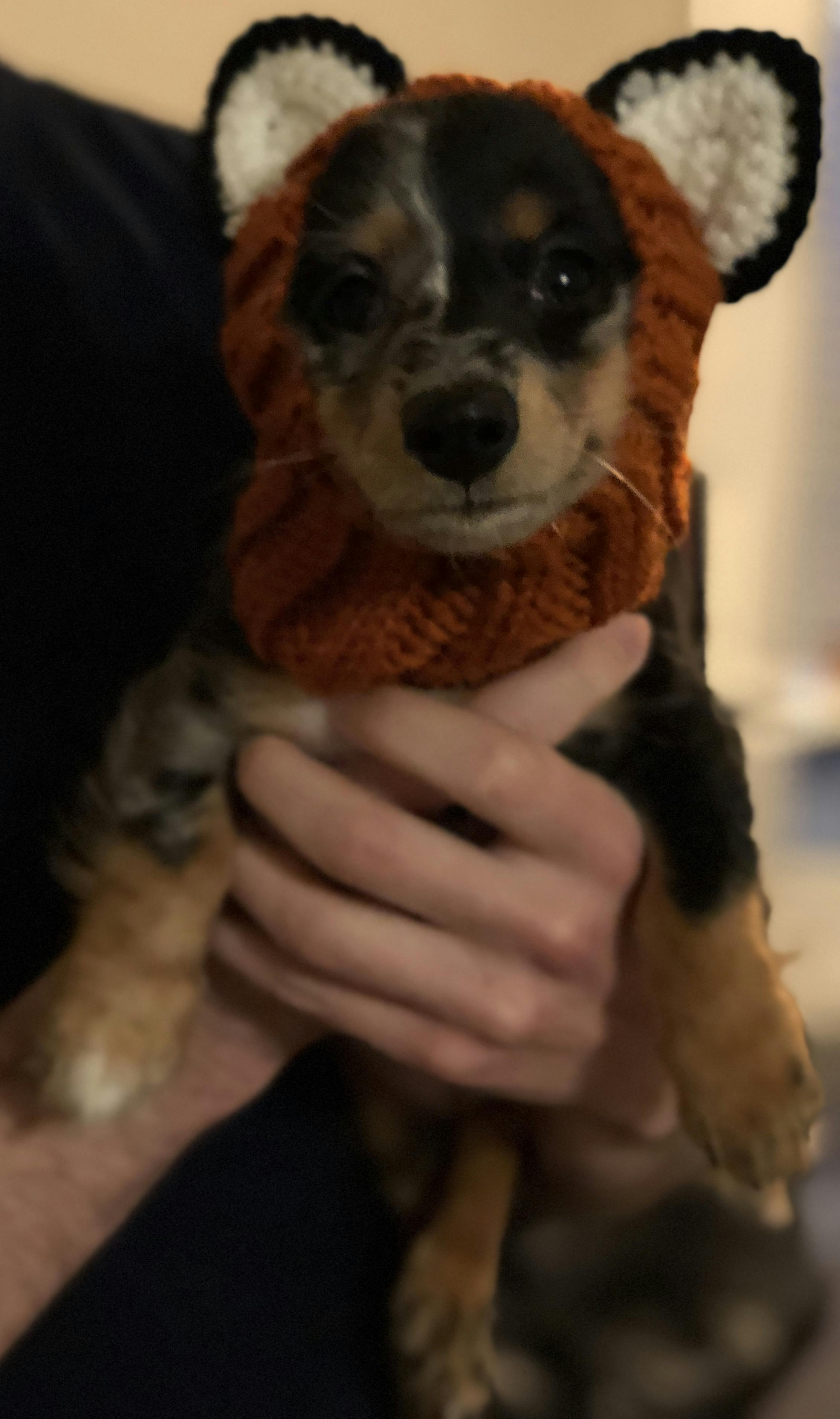 Knit Dog Snood Hat - Fox Zoo Snood – Zoo Snoods