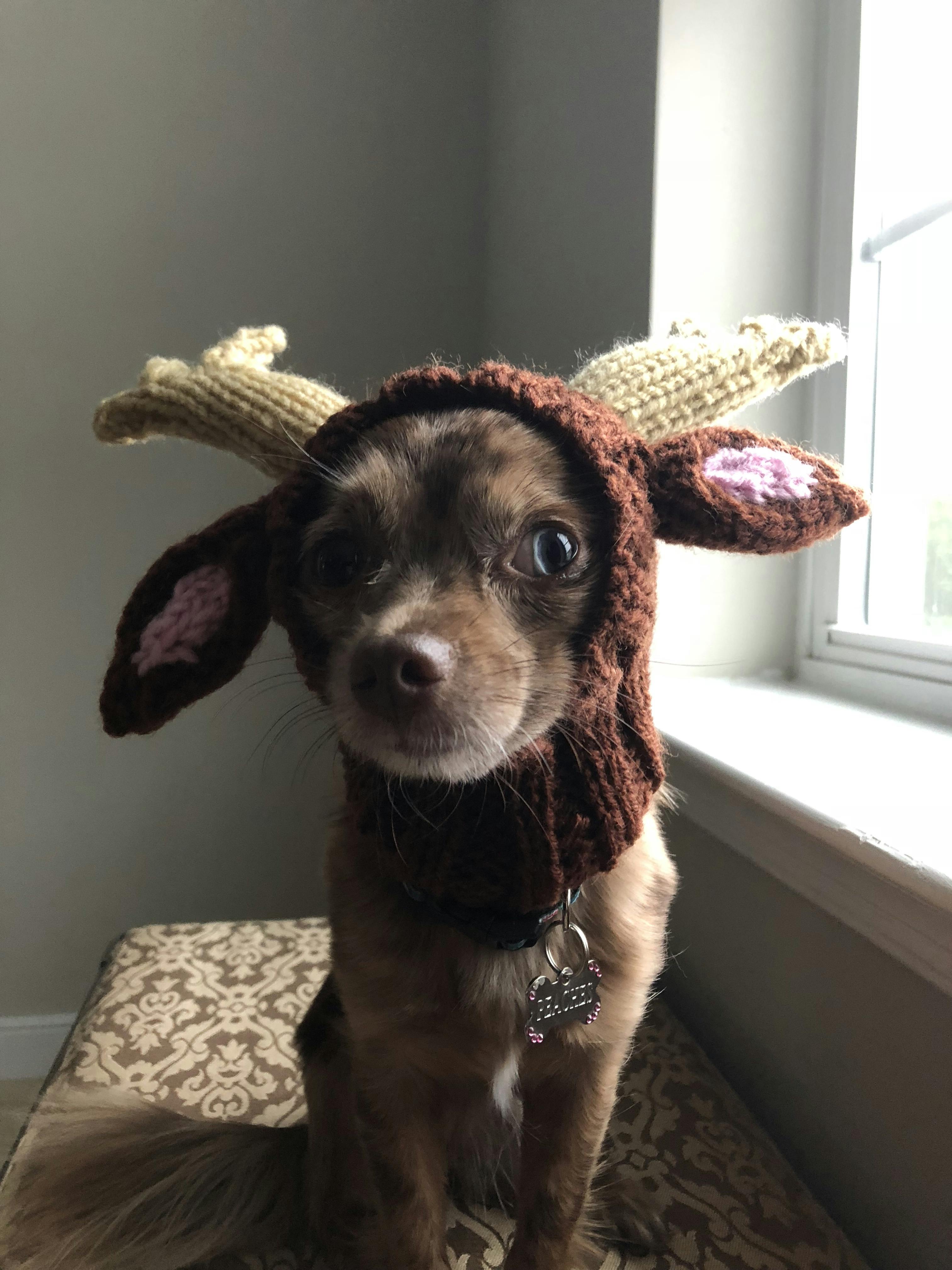 Knit Dog Snood Hat - Reindeer Zoo Snood – Zoo Snoods