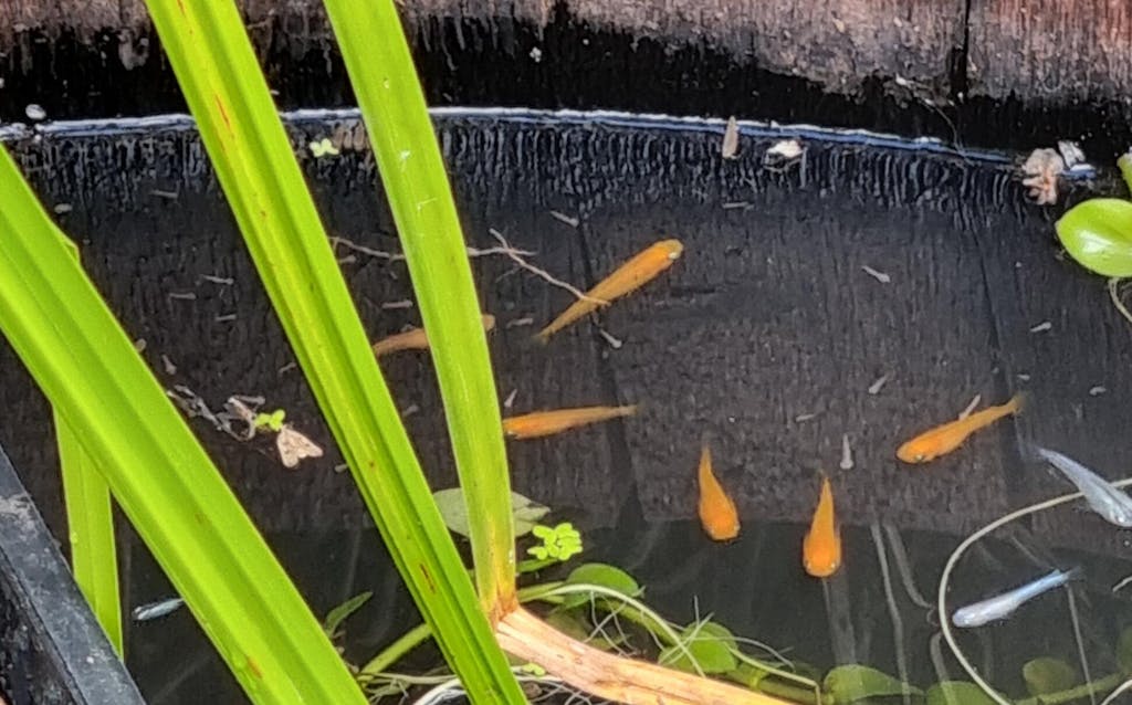 Buy Japanese Rice Fish Medaka - Youkihi (Locally Bred) – ABQUATICS