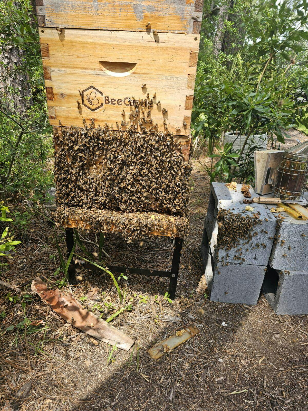 One-Piece Plastic Bee Frames | Beekeeping Equipment – Acorn Bee LLC