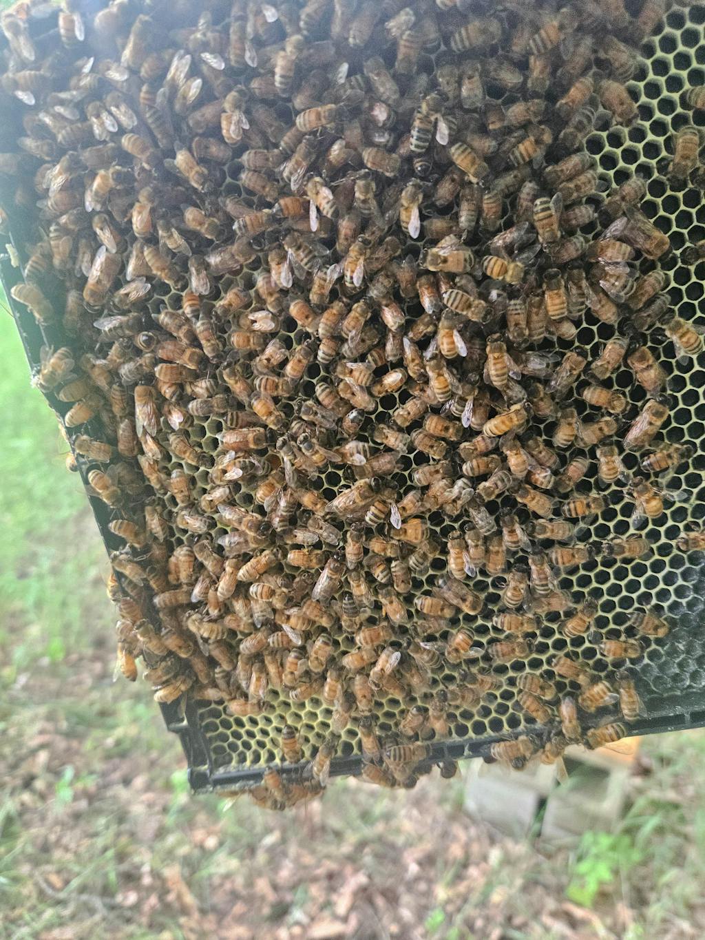 One-Piece Plastic Bee Frames | Beekeeping Equipment – Acorn Bee LLC