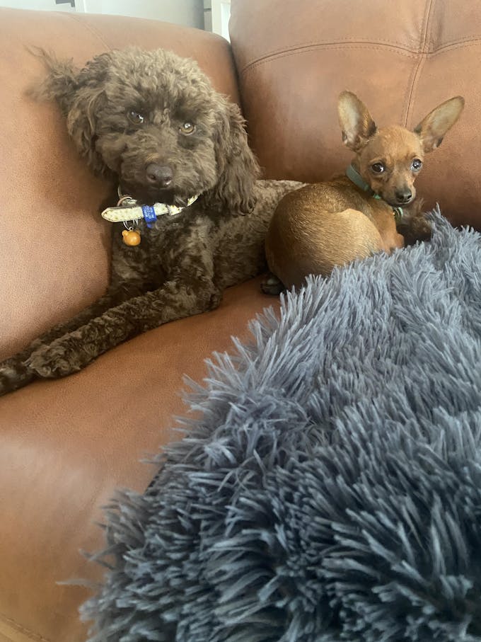 Active Creatures Dog Behaviour. Creating Calm & Confident Dogs.