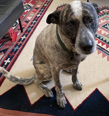 Active Creatures Dog Behaviour. Creating Calm & Confident Dogs.