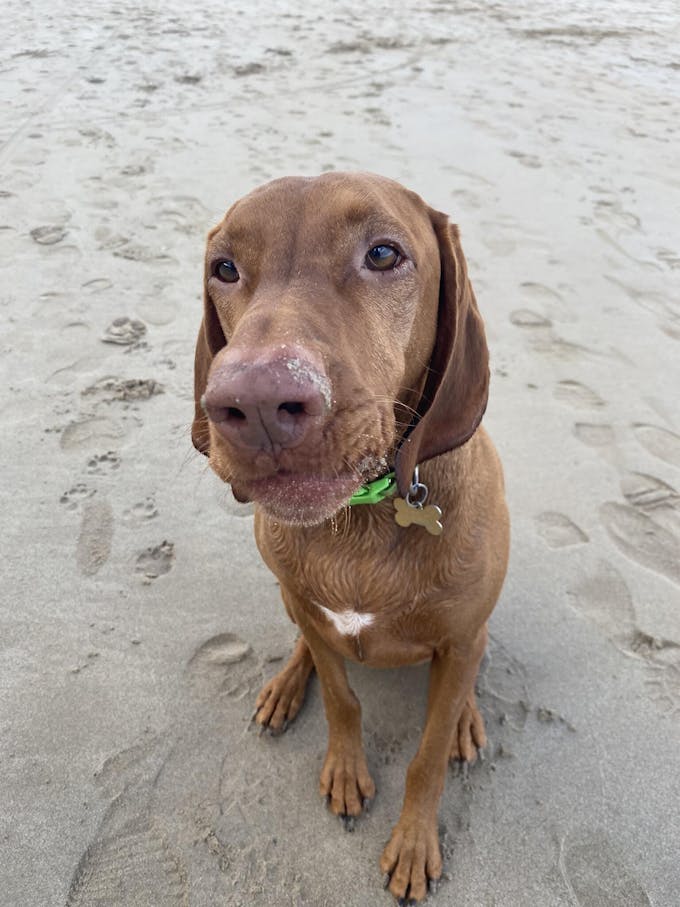 Active Creatures Dog Behaviour. Creating Calm & Confident Dogs.