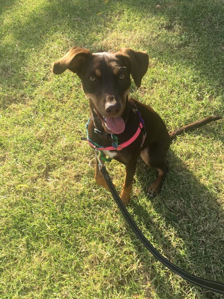 Active Creatures Dog Behaviour. Creating Calm & Confident Dogs.