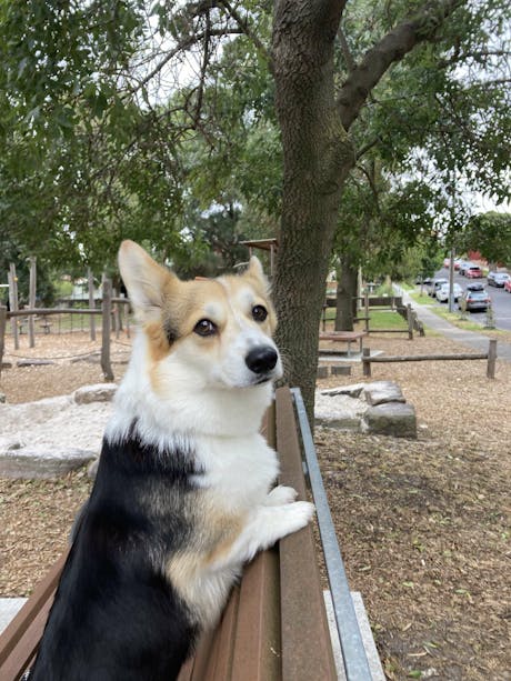 Active Creatures Dog Behaviour. Creating Calm & Confident Dogs.